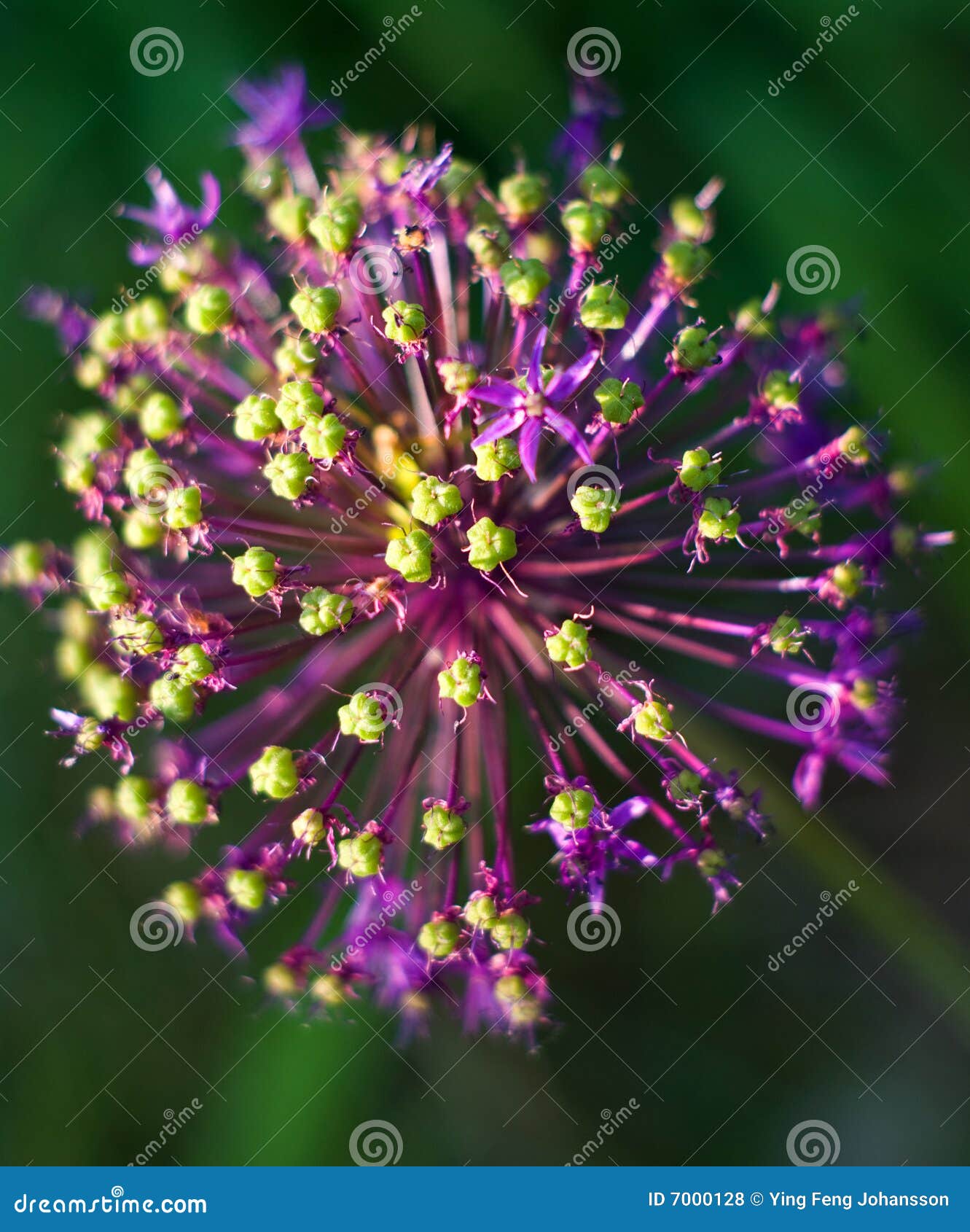 Allium flower stock photo. Image of allium, nature, medicine - 7000128