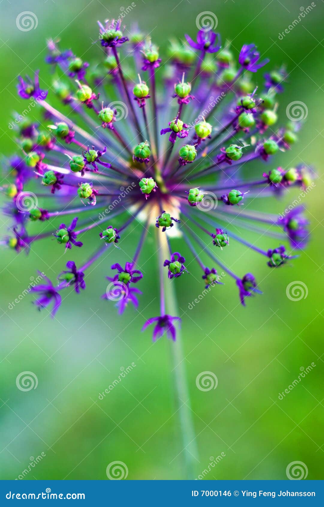 Allium flower stock photo. Image of beauty, garden, gardening - 7000146