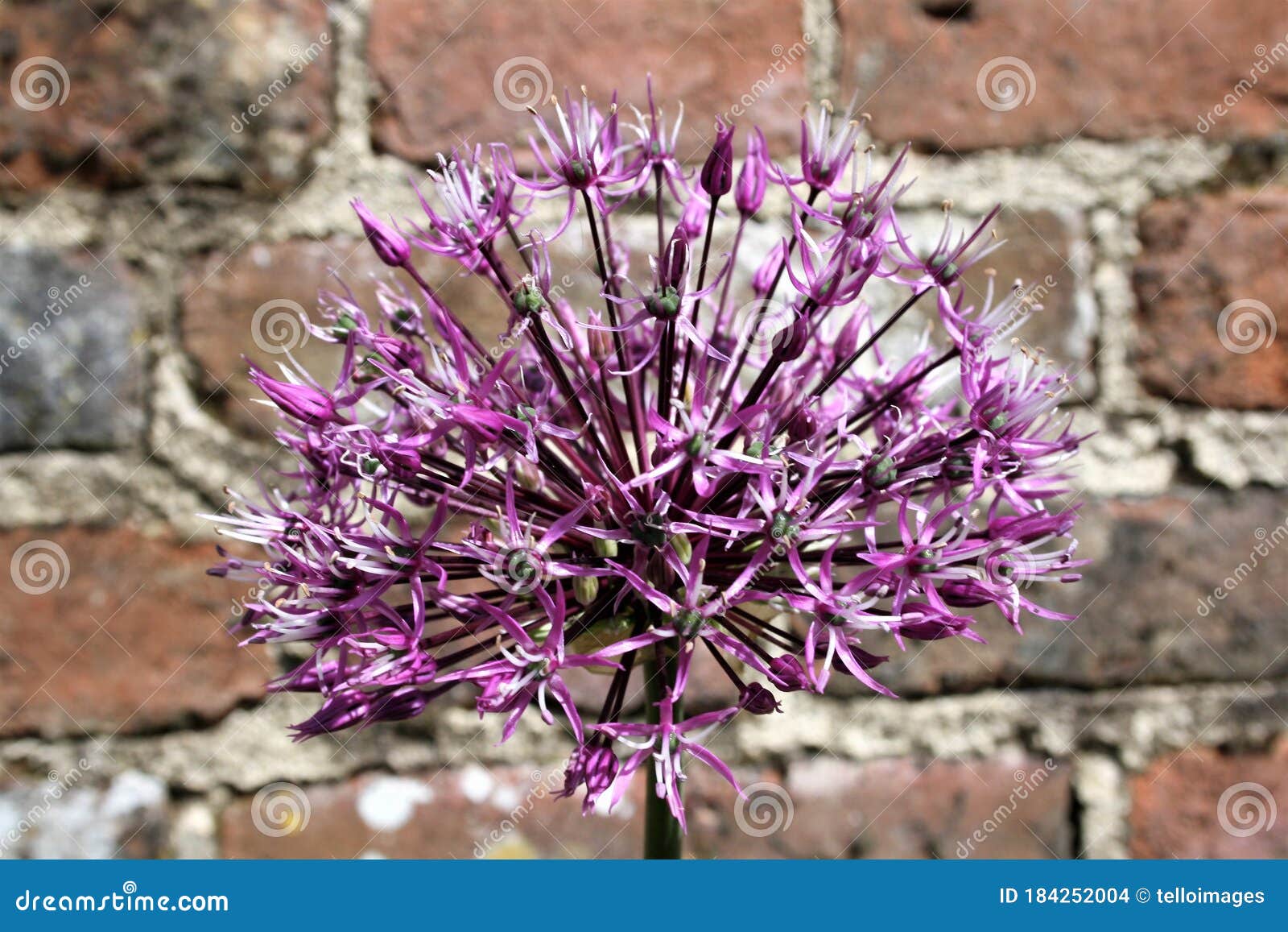 Allium Flower Against A Brick Wall Background Stock Photography ...
