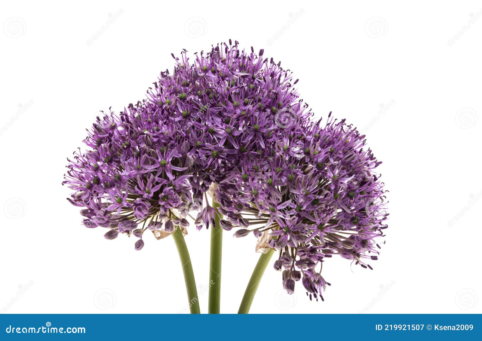 Allium flower isolated stock image. Image of green, allium - 219921507