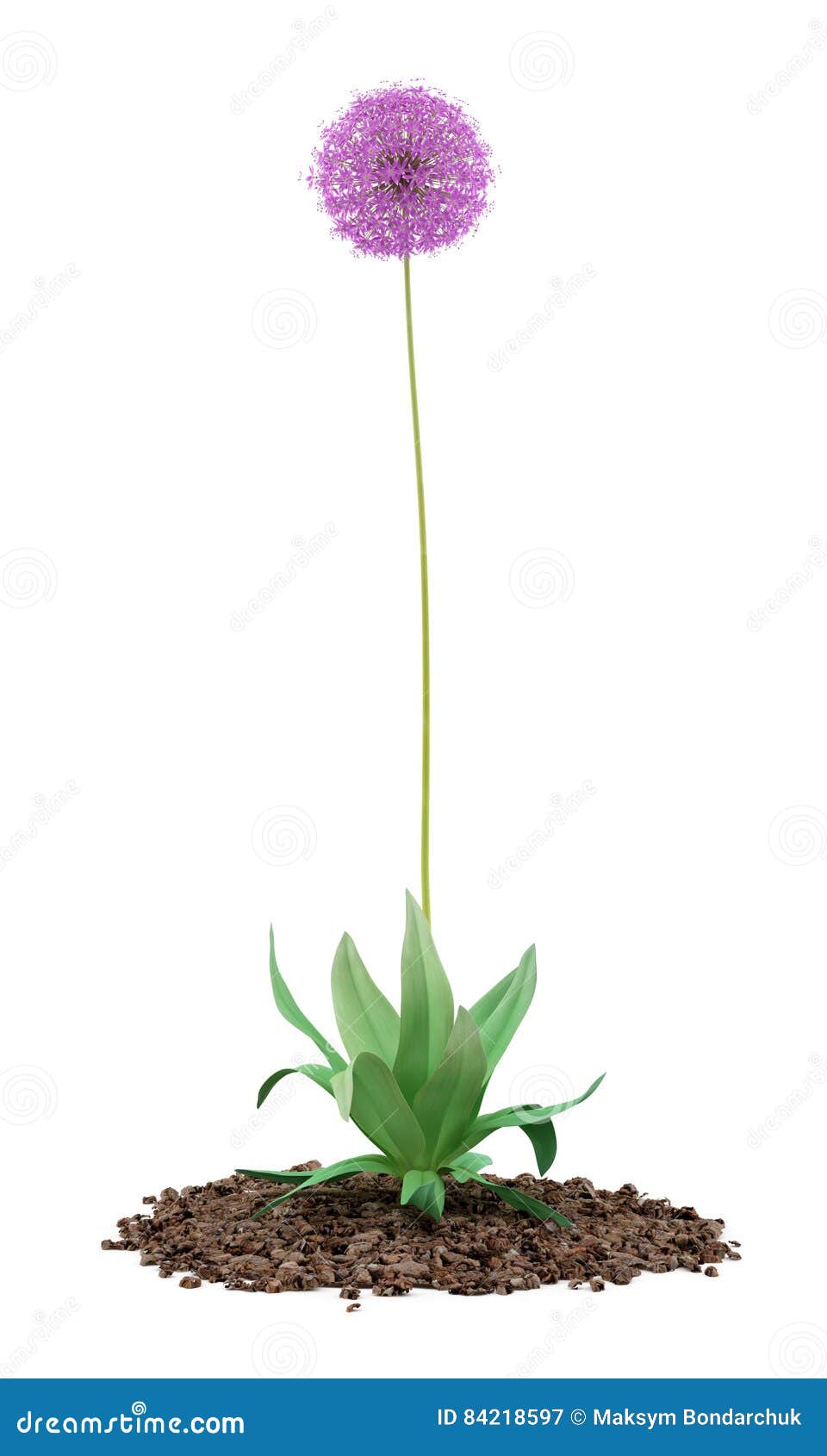 Allium Flower Vector Illustration Transparent Background ...