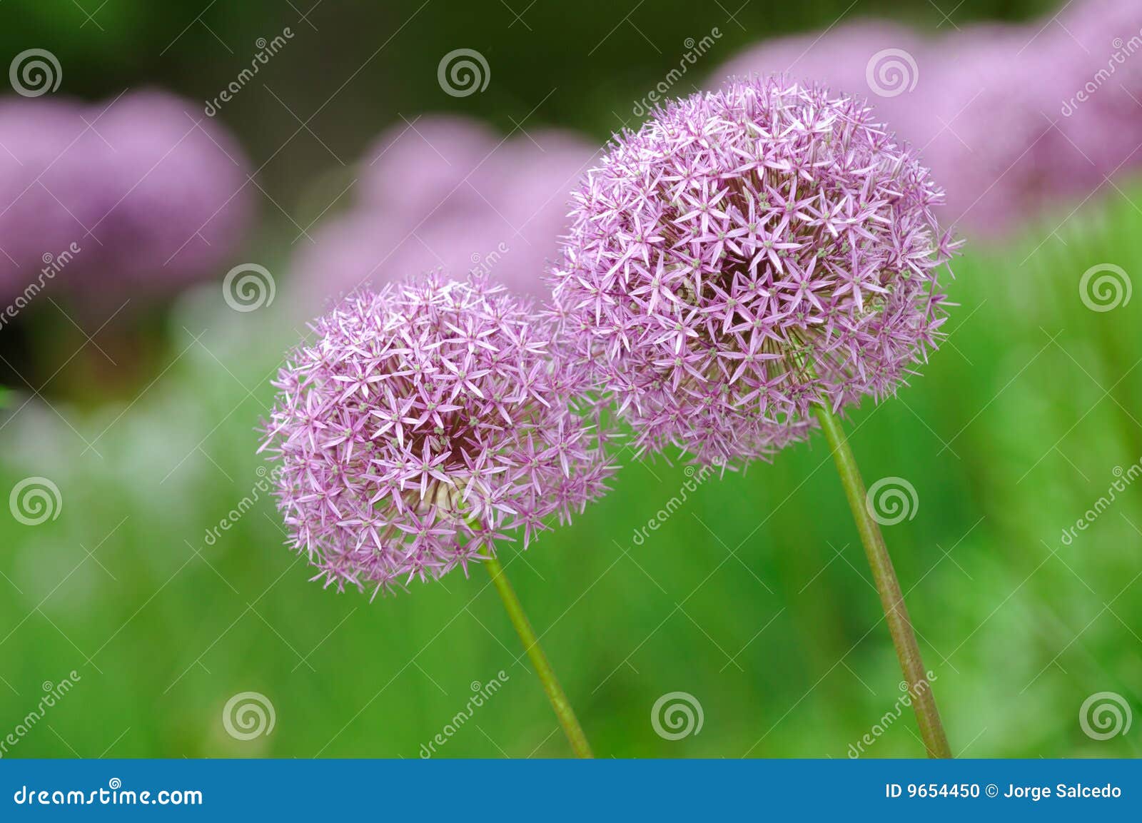 Allium Flower Stock Photography | CartoonDealer.com #42349688