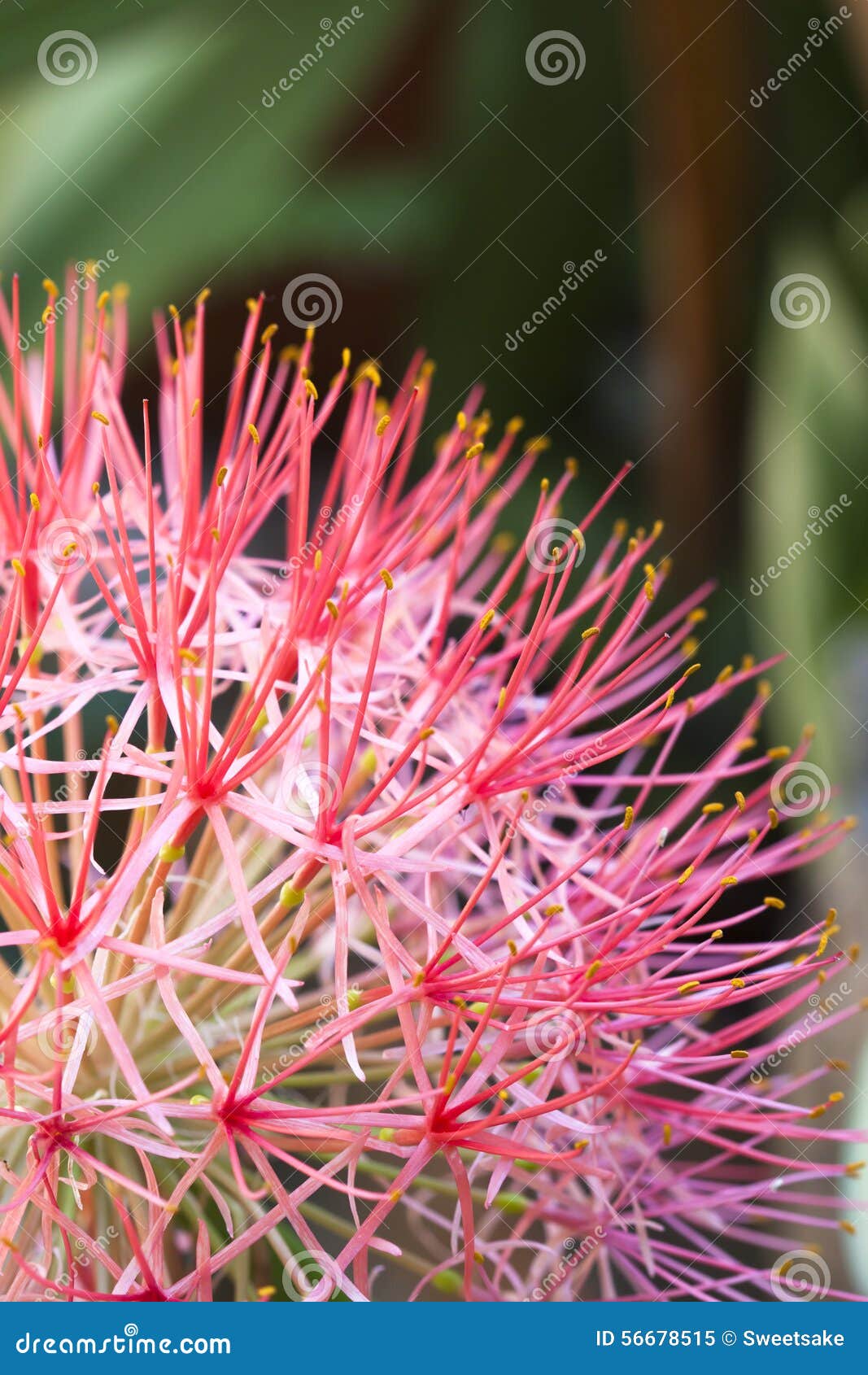 Allium flower stock image. Image of backgrounds, botany - 56678515