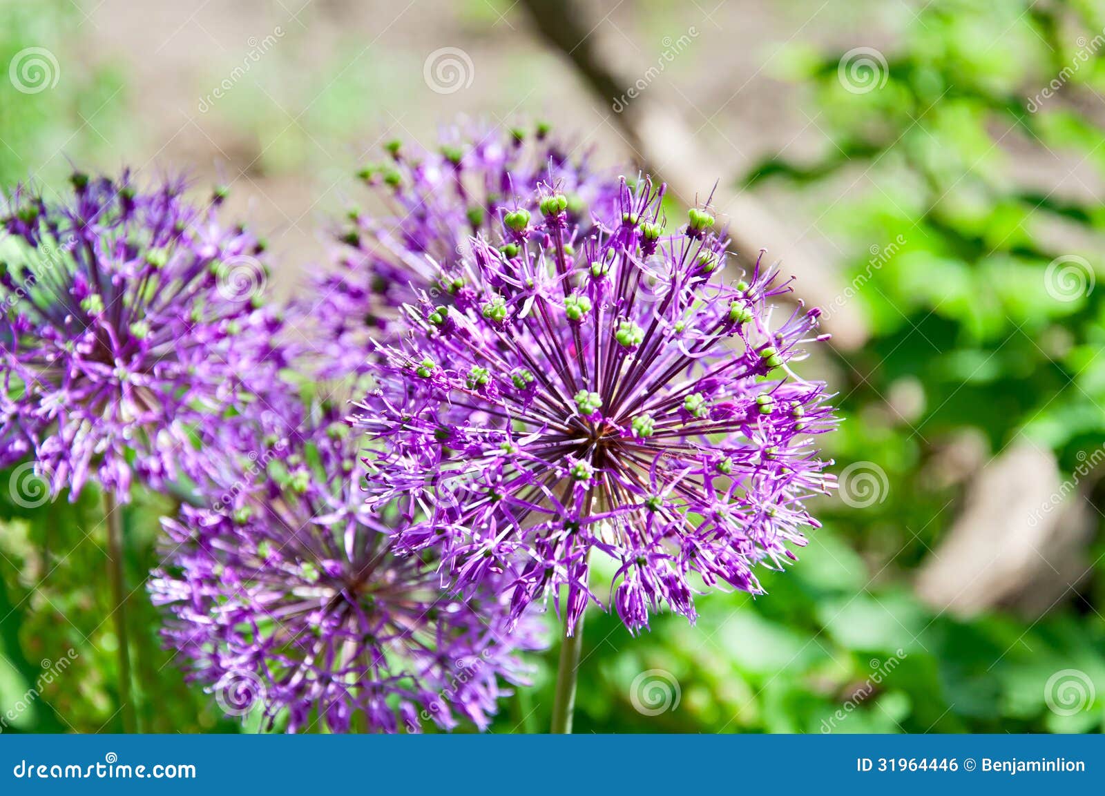 Allium stock photo. Image of green, closeup, horticulture - 31964446