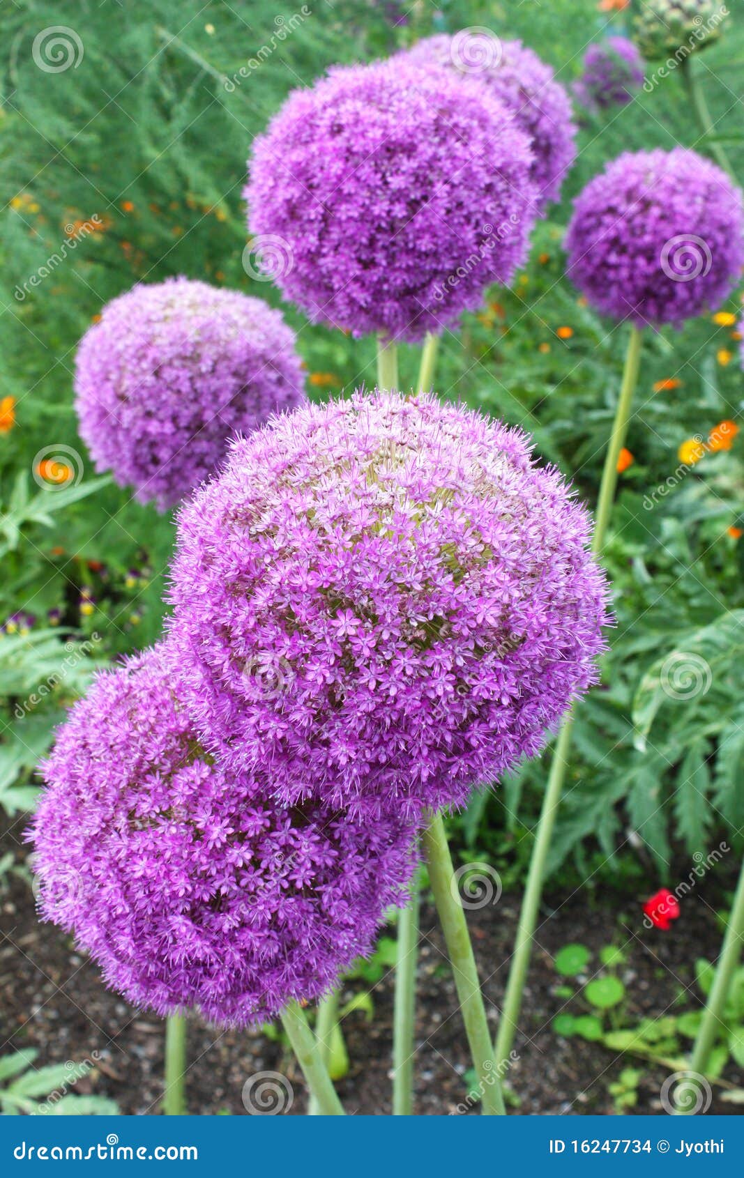 Allium flowers stock photo. Image of allium, leaves, summer - 16247734