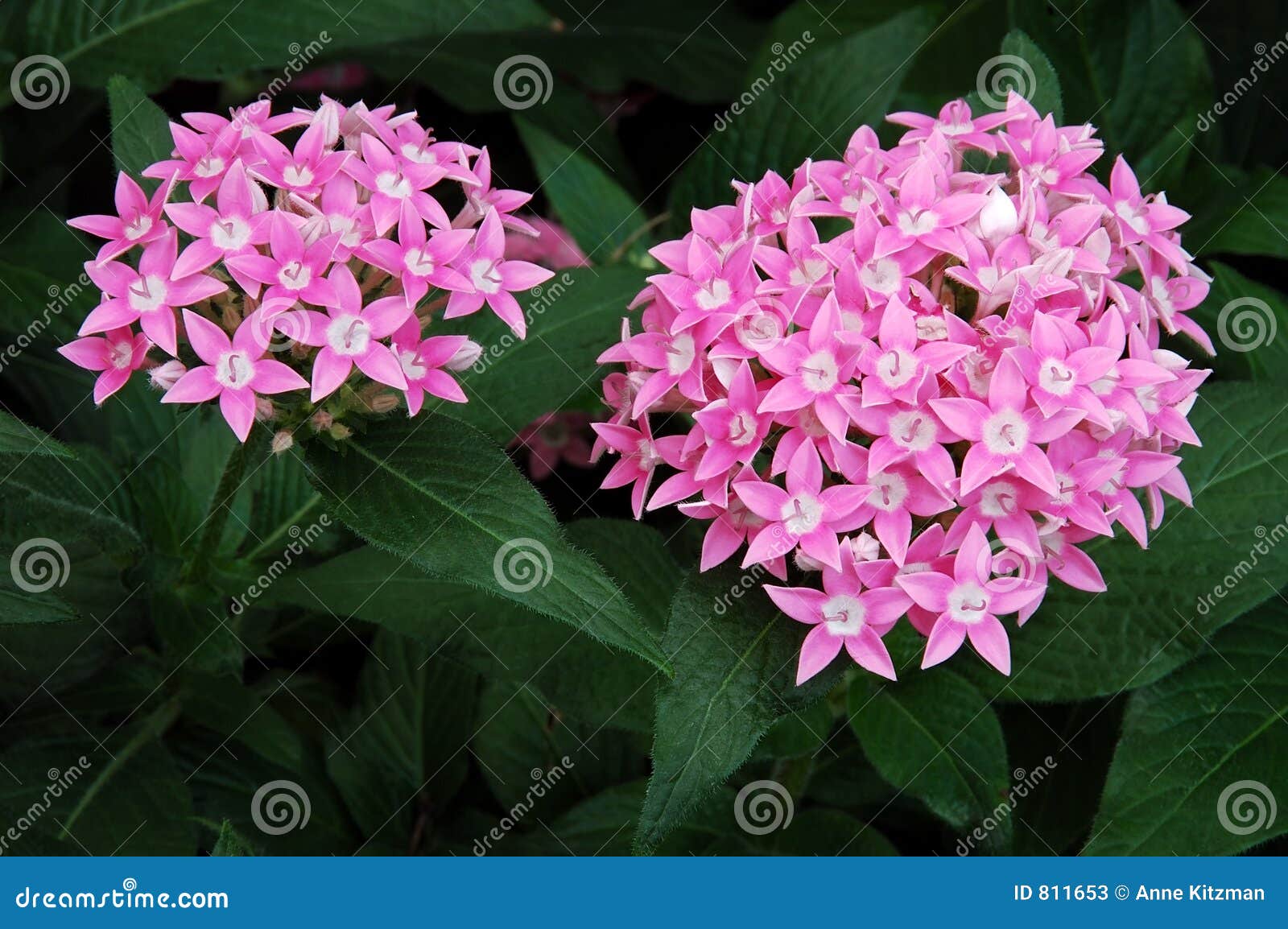 Allium Flowers stock image. Image of plant, leaf, green - 811653