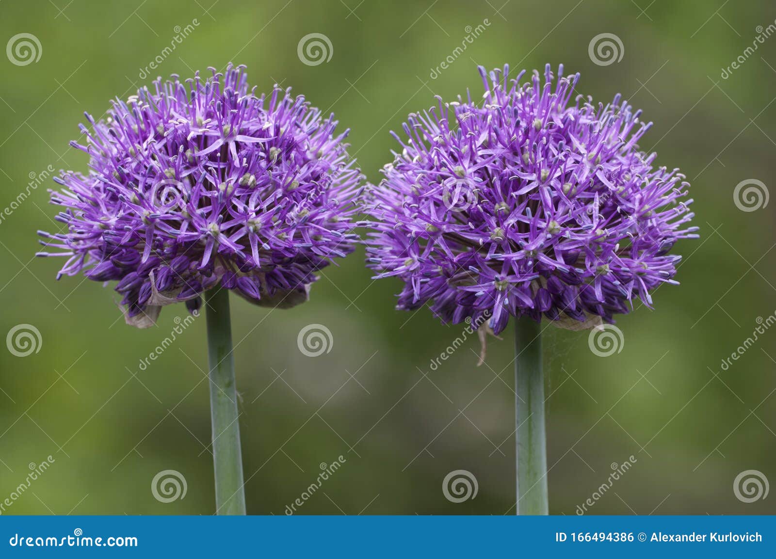 Allium flowers close up stock photo. Image of herbaceous - 166494386