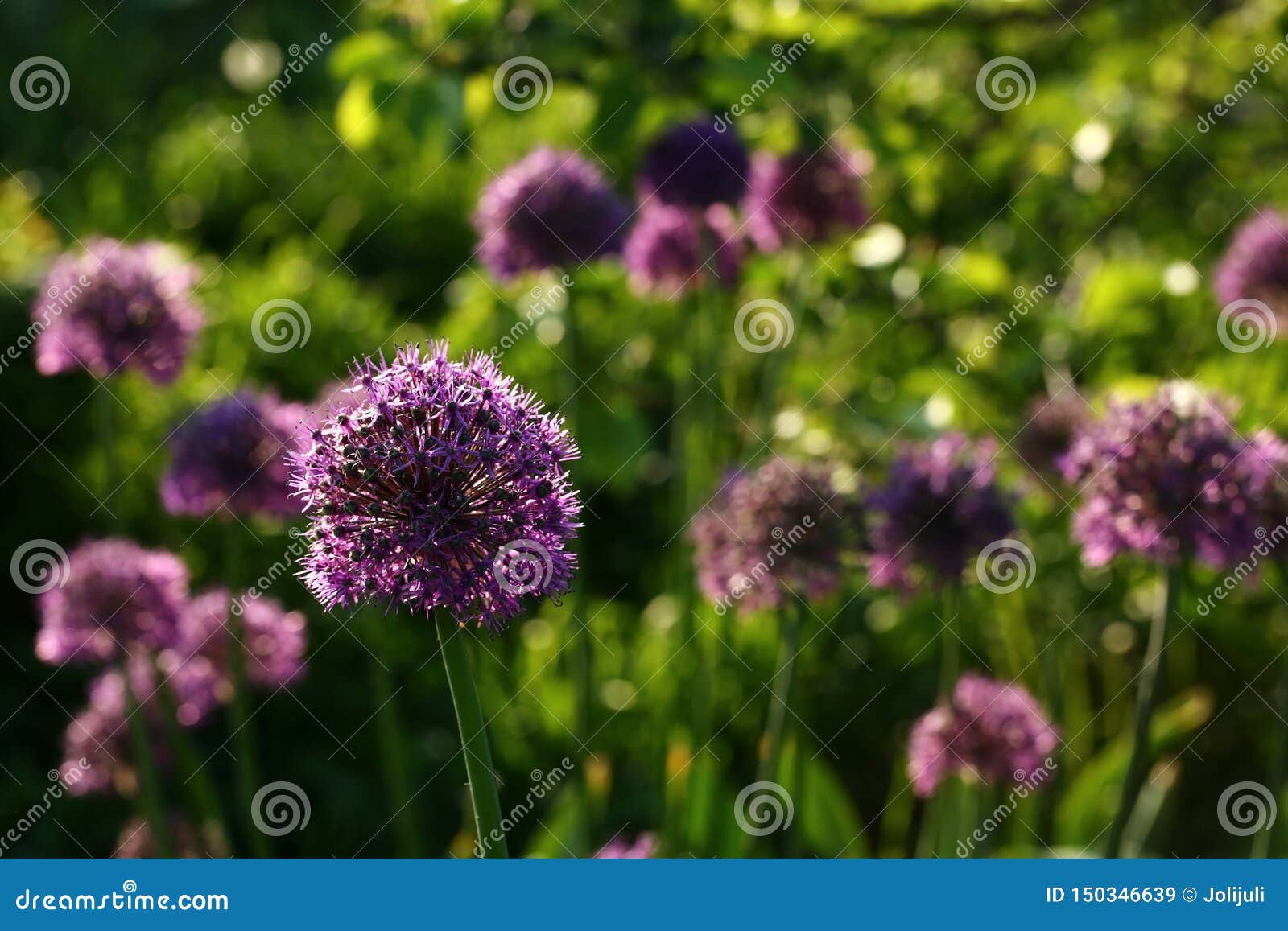 Allium stock image. Image of plant, summertime, background - 150346639