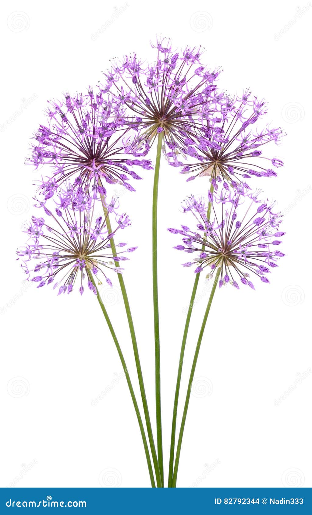 Allium flowers stock photo. Image of isolated, nature - 82792344
