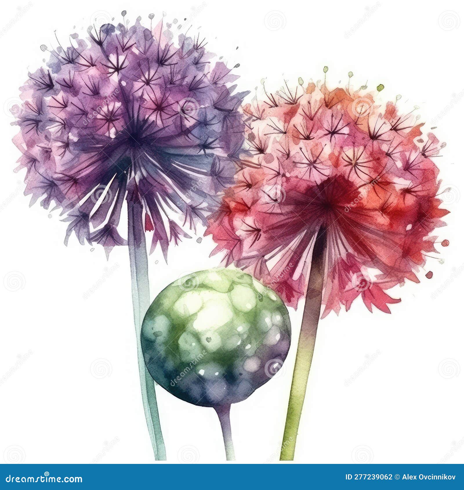 Allium Flowers on White Background for Invitations and Posters. Stock ...