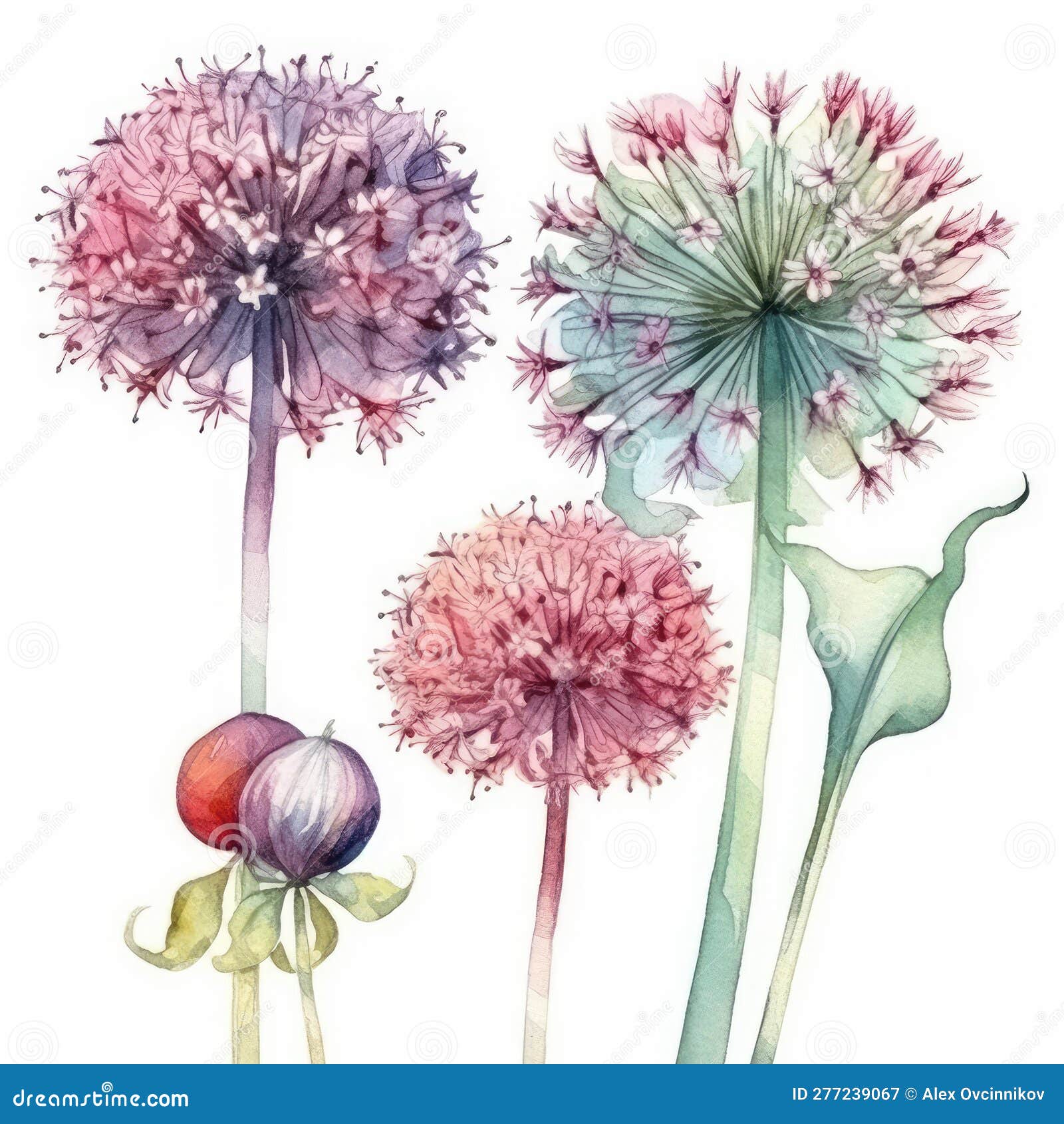 Allium Flowers On White Background For Invitations And Posters. Stock ...