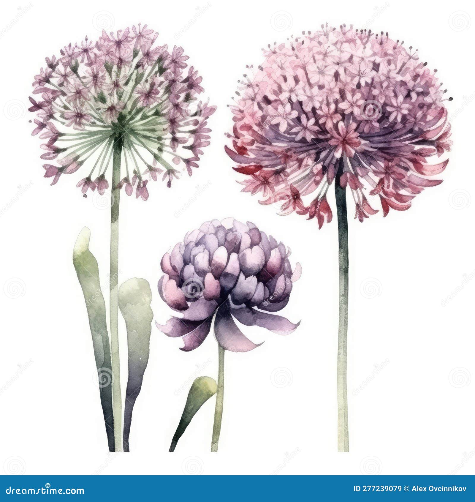 Allium Flowers On White Background For Invitations And Posters. Royalty ...