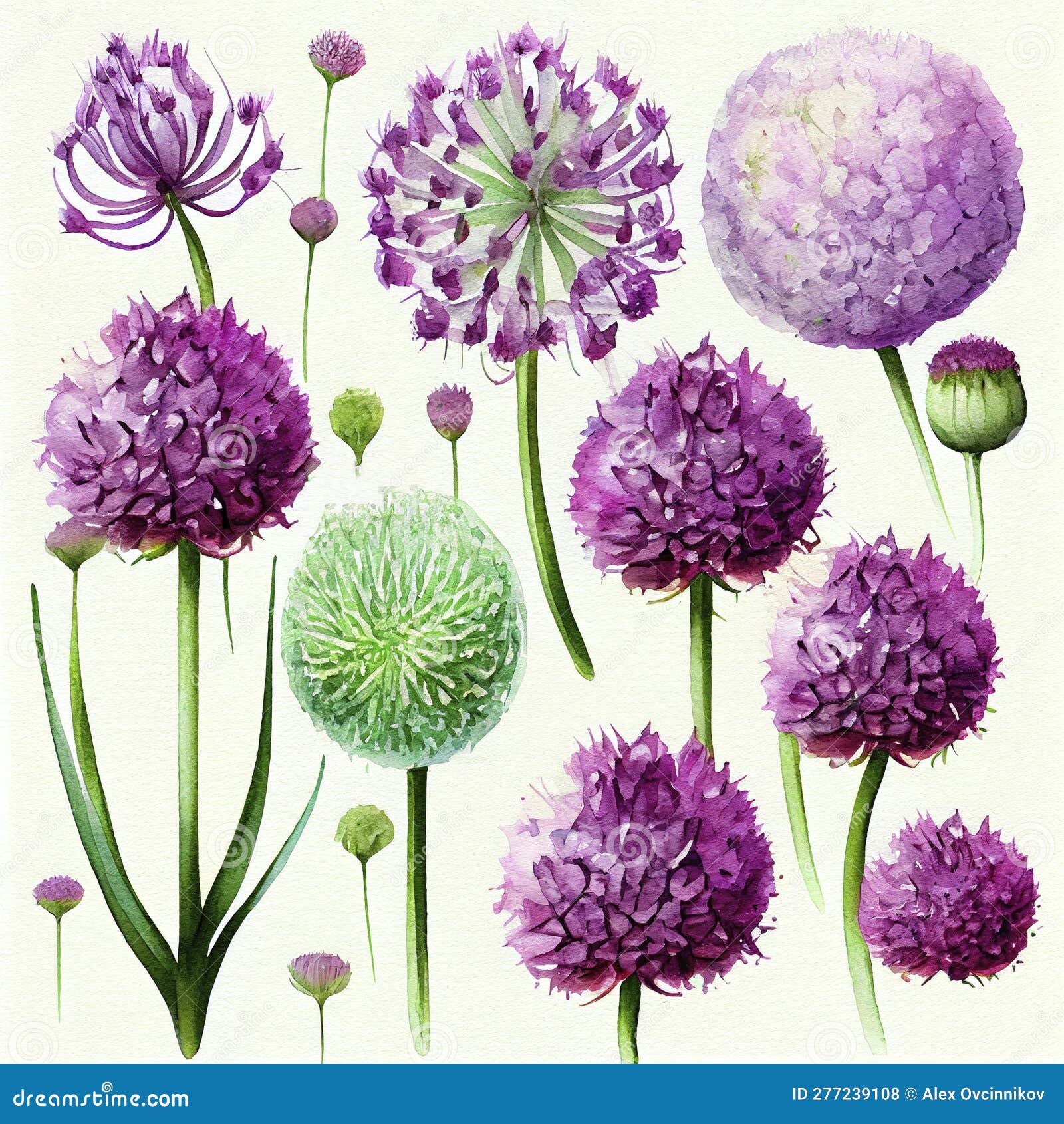 Allium Flowers on White Background for Invitations and Posters. Stock ...