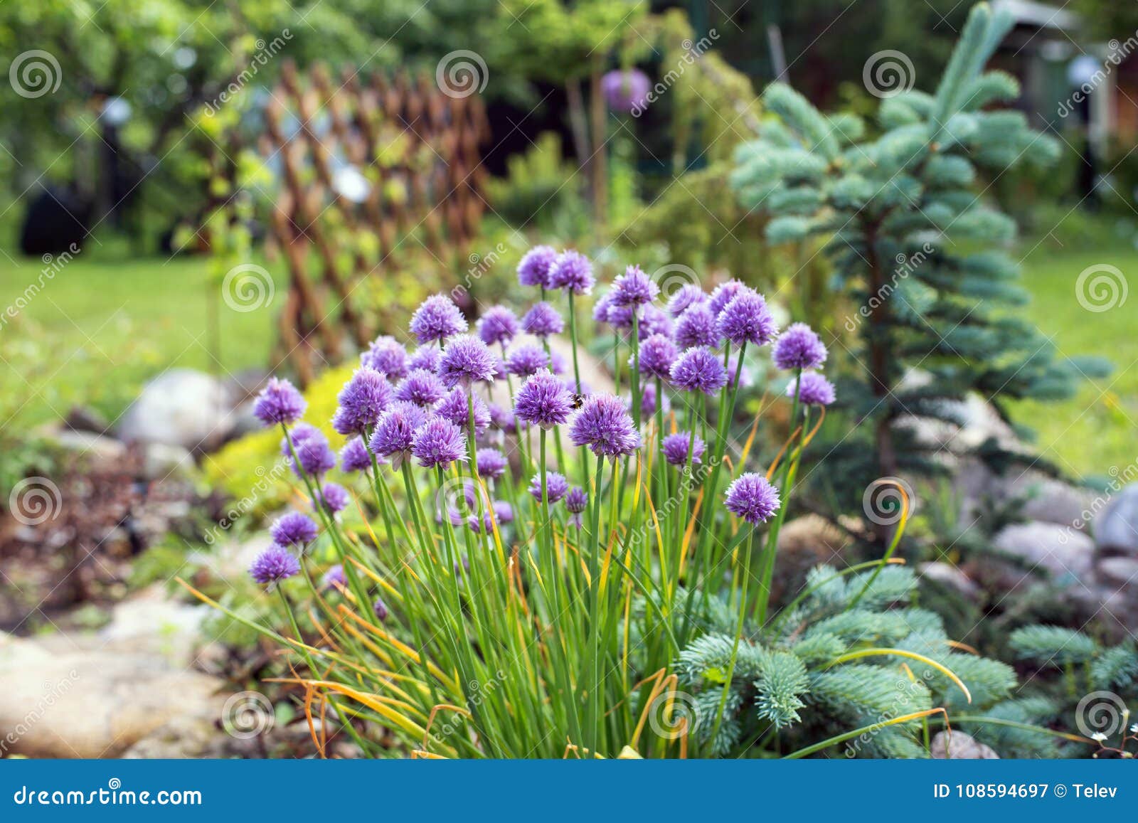 Garden Allium flower bed stock image. Image of onion - 108594697