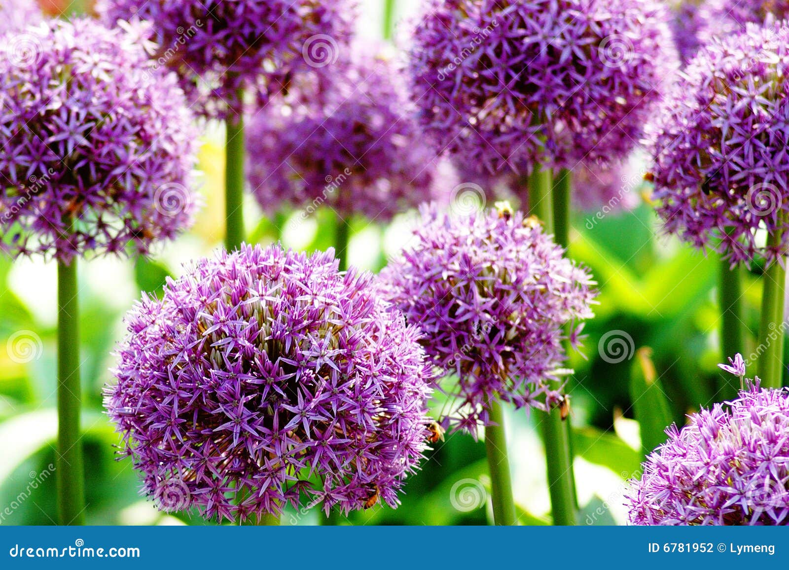 ALLIUM GIGANTEUM stock photo. Image of giganteum, circle - 6781952