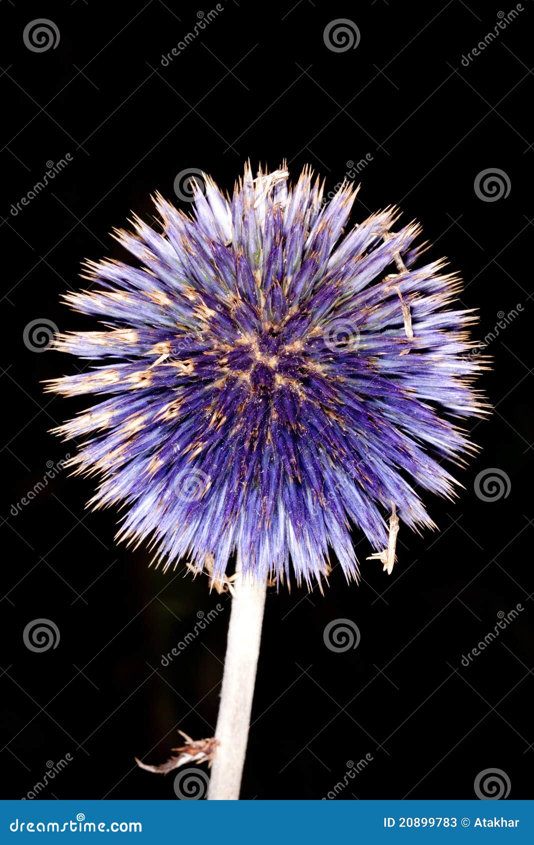 Allium isolated on black stock image. Image of beautiful - 20899783