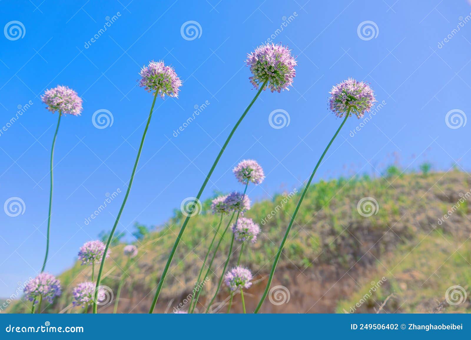 Allium macrostemon stock photo. Image of herbaceous - 249506402