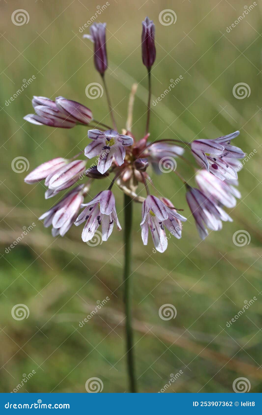Allium Melantherum Amaryllidaceae Foto de archivo - Imagen de flor ... Allium Melantherum Amaryllidaceae Foto de archivo - Imagen de flor ...