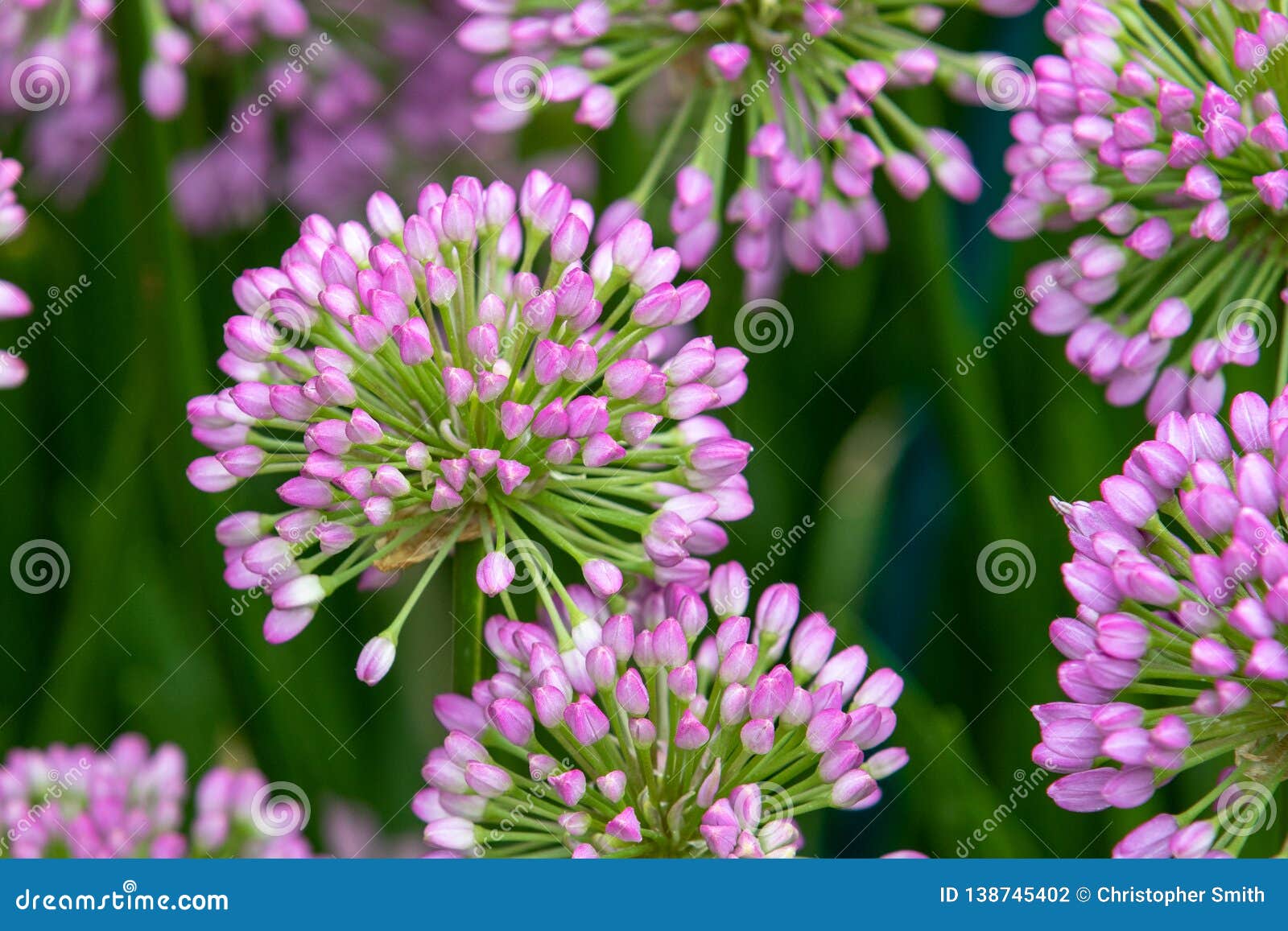 Allium Millenium stock photo. Image of botanical, blooming - 138745402