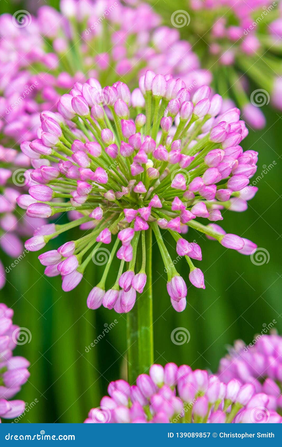Allium Millenium stock image. Image of closeup, horticulture - 139089857