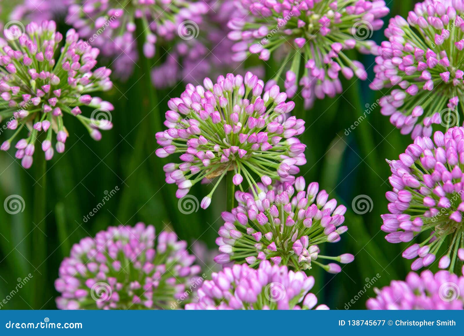 Allium Millenium stock image. Image of blooming, ball - 138745677