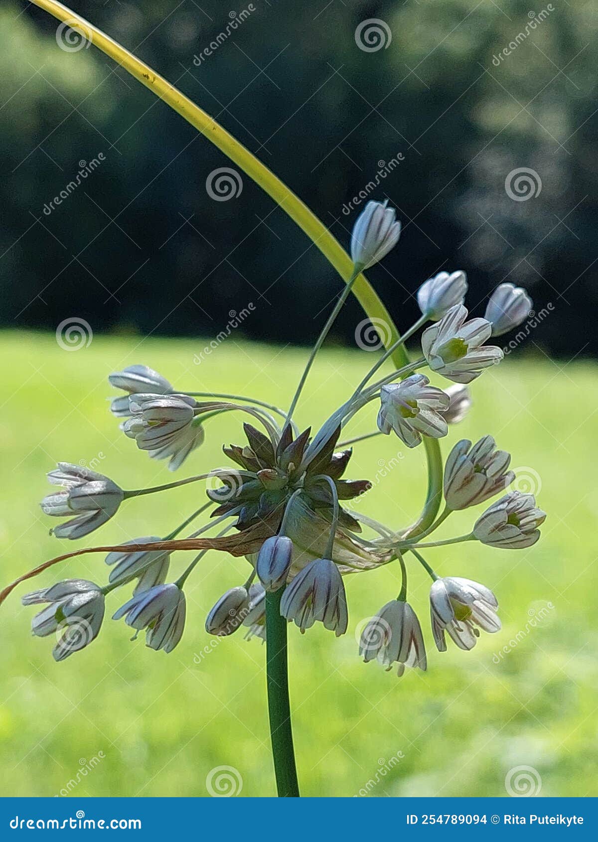 Allium oleraceum stock photo. Image of oleraceum, lithuania - 254789094