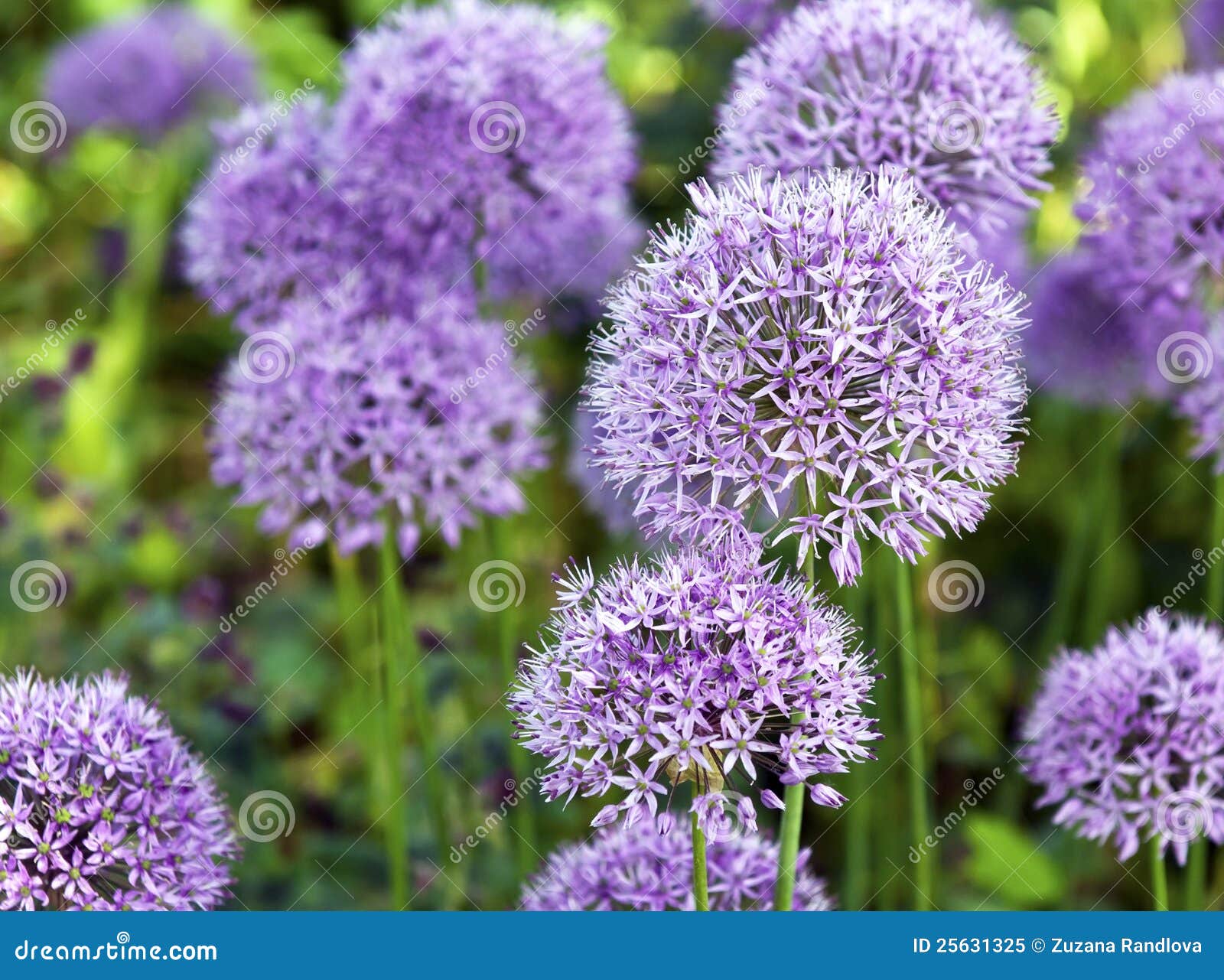 Allium ornamentale immagine stock. Immagine di fiore - 25631325