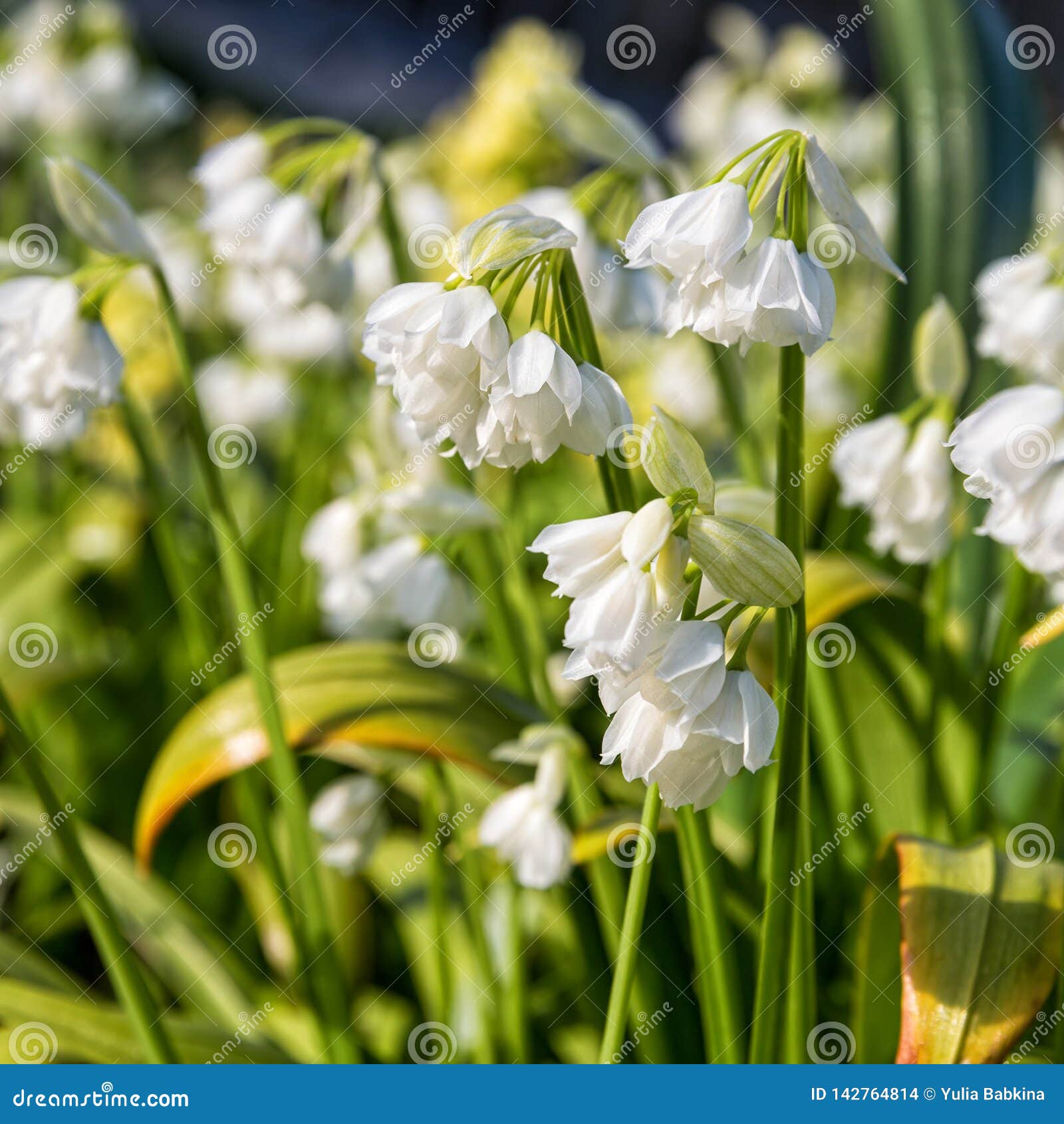 Allium paradoxum stock photo. Image of growing, garden - 142764814