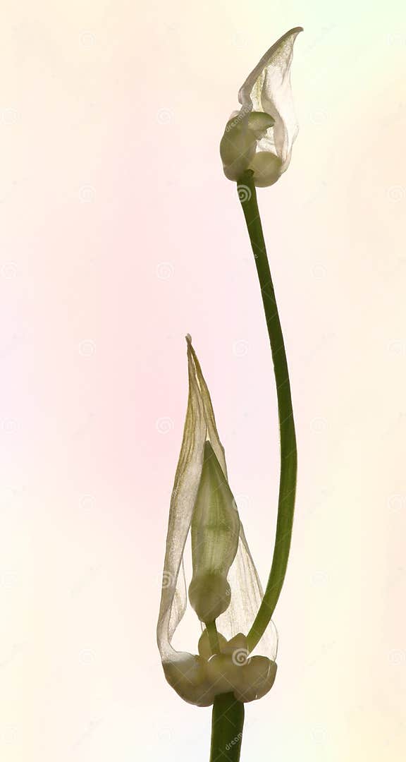 Allium paradoxum isolated stock photo. Image of flowers - 13937544
