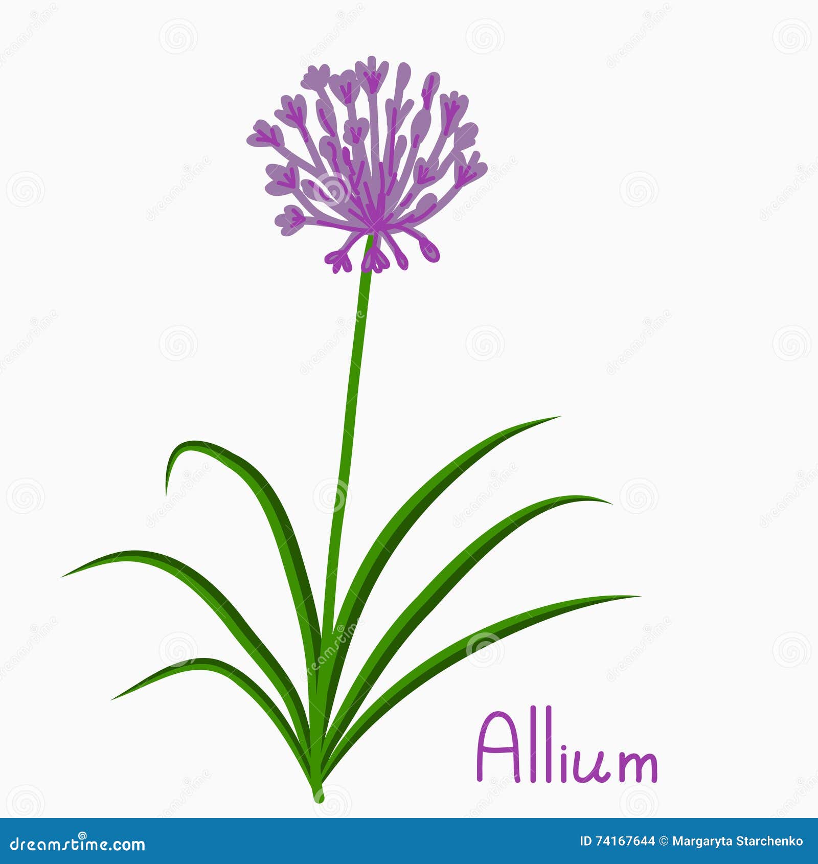 Allium plant illustration stock vector. Illustration of icon - 74167644