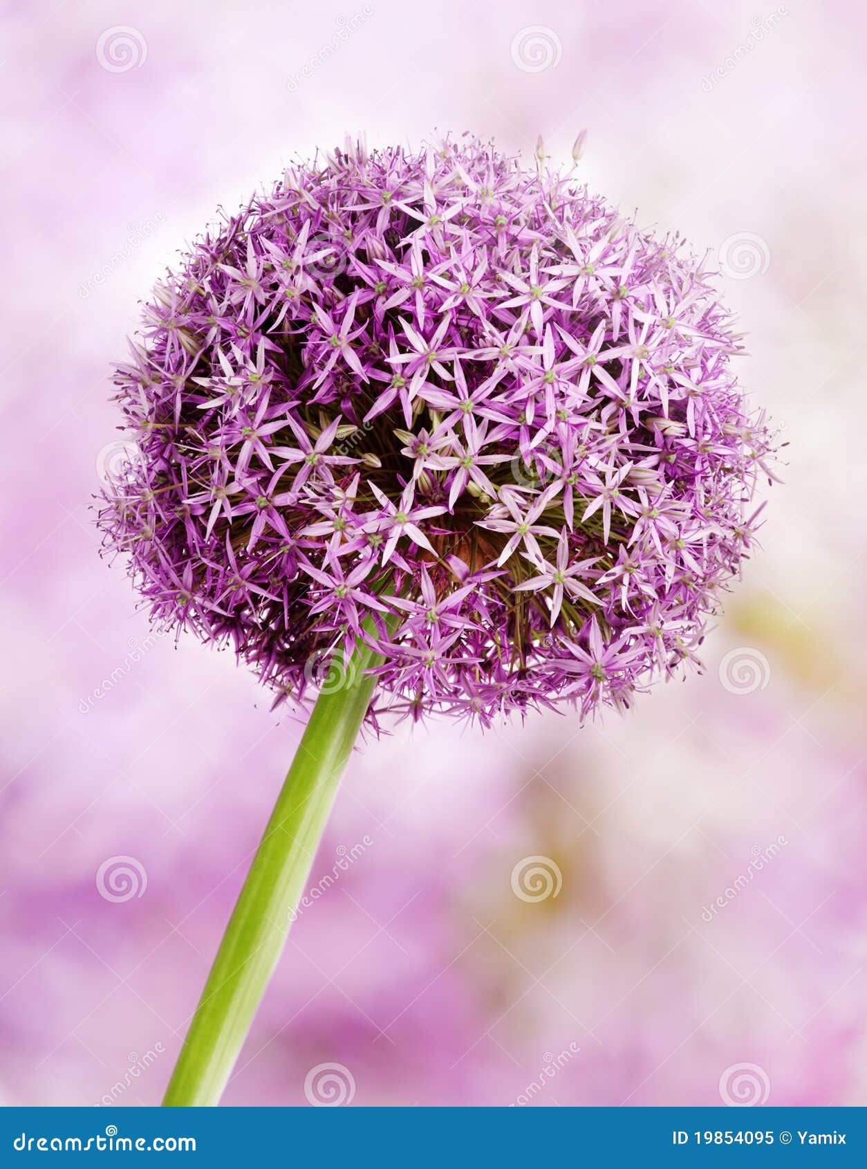 Allium, Purple Garlic Flowers Stock Image - Image of soft, seed: 19854095