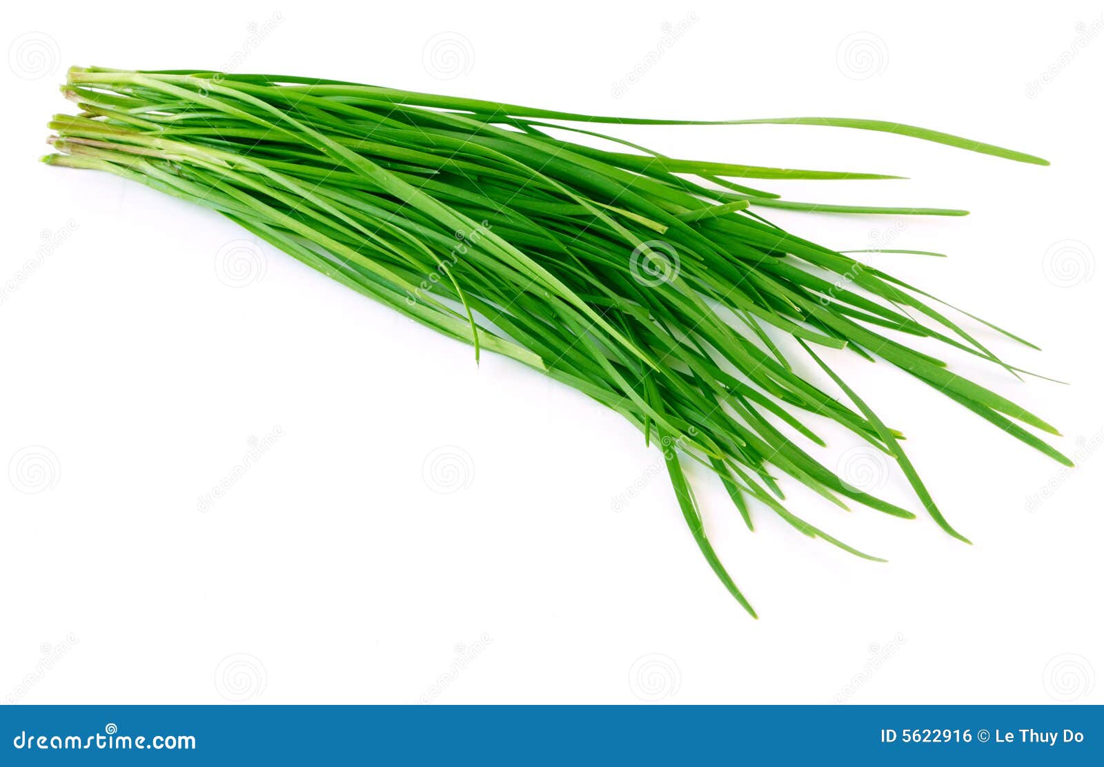 361 Odorum Stock Photos - Free & Royalty-Free Stock Photos from Dreamstime