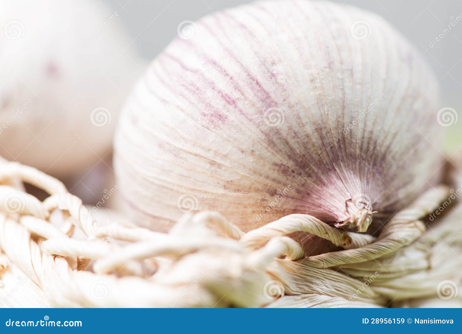 Allium sativum stock image. Image of health, ingredient - 28956159