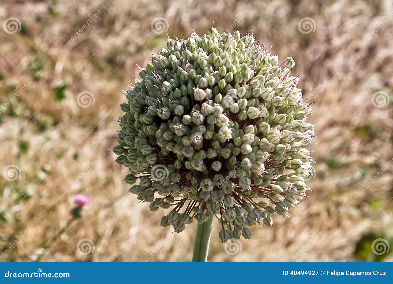 Allium Sativum, Name Of The Flower Of The Garlic Stock Image - Image of ...