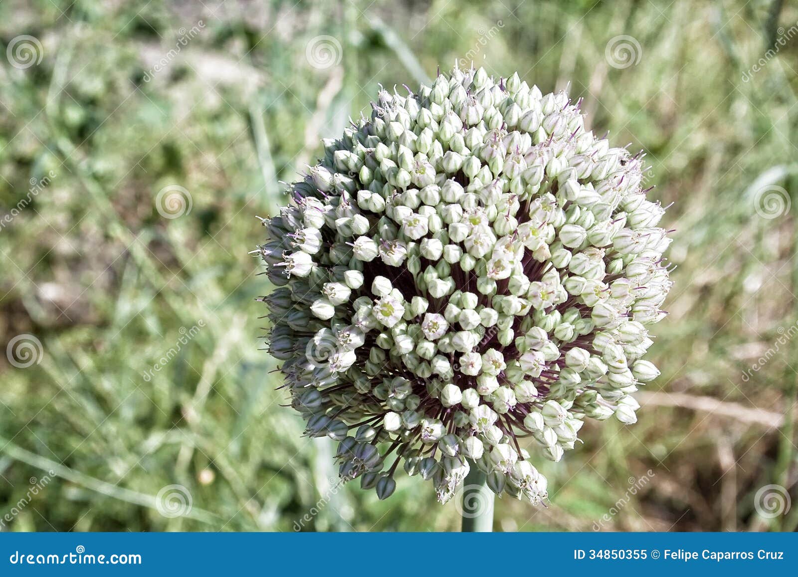 Allium Sativum, the Scientific Name of the Flower of the Garlic Stock ...