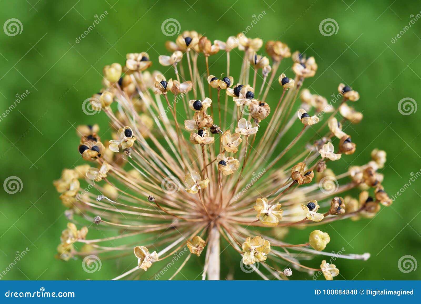 Allium seed stock photo. Image of beauty, reproduction - 100884840