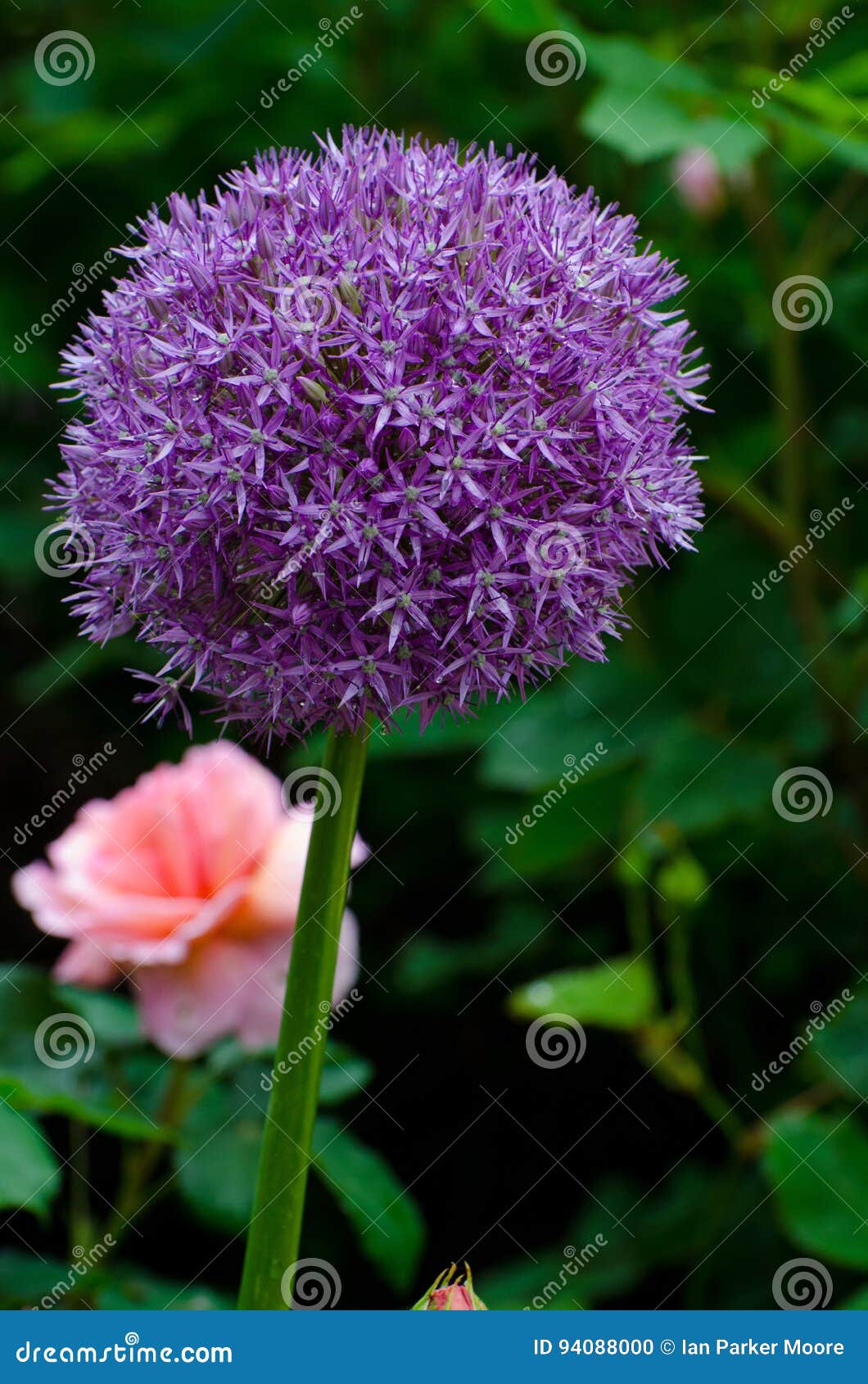 Allium stock photo. Image of beautiful, flowers, single - 94088000