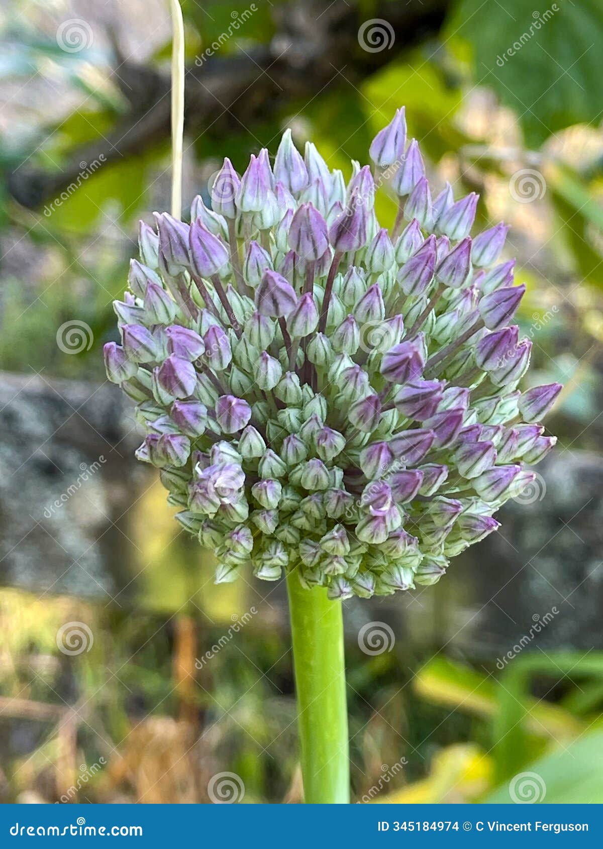 Lavender Allium Tepals Flower Blossom 01 Stock Photo - Image of ...