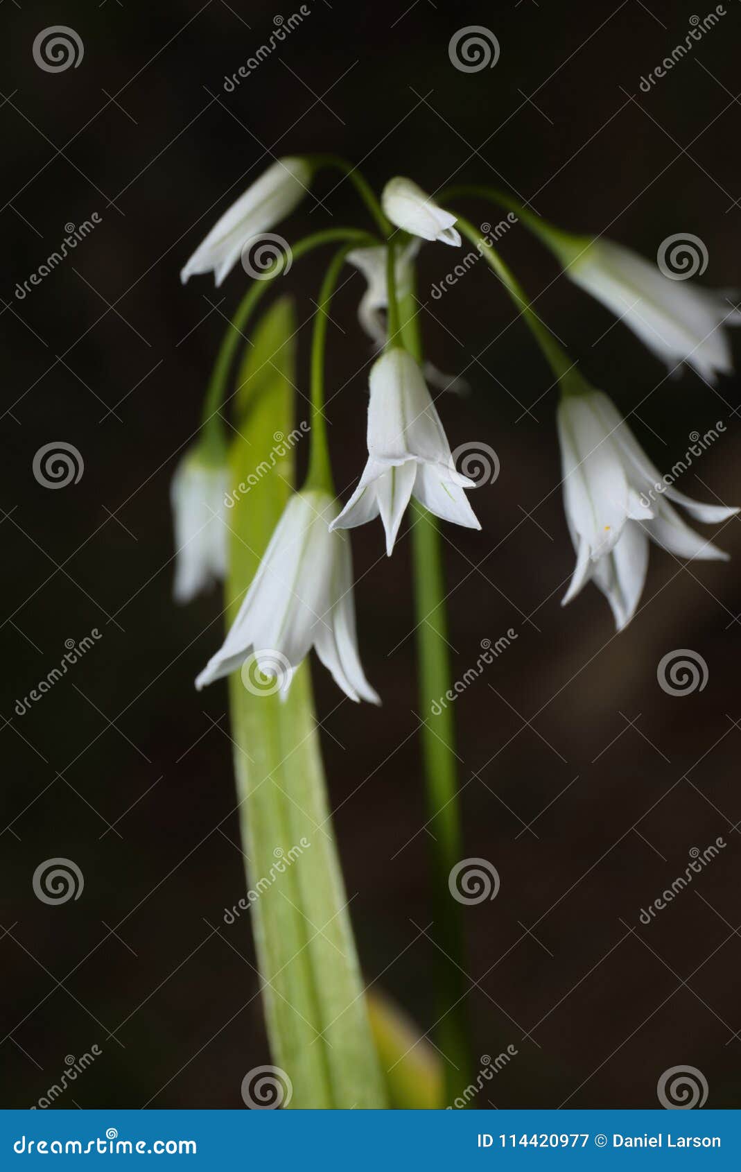 Allium triquetrum stock image. Image of leek, three - 114420977
