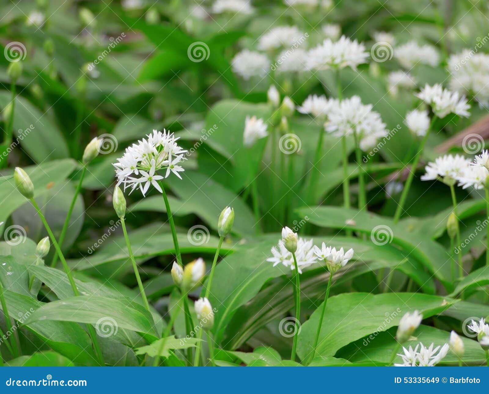 Allium ursinum stock image. Image of nature, allium, tree - 53335649