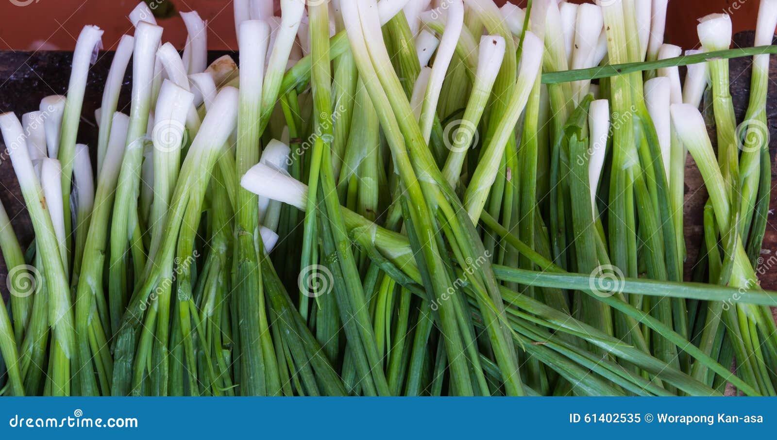 Allium stock image. Image of close, spring, food, cuisine - 61402535