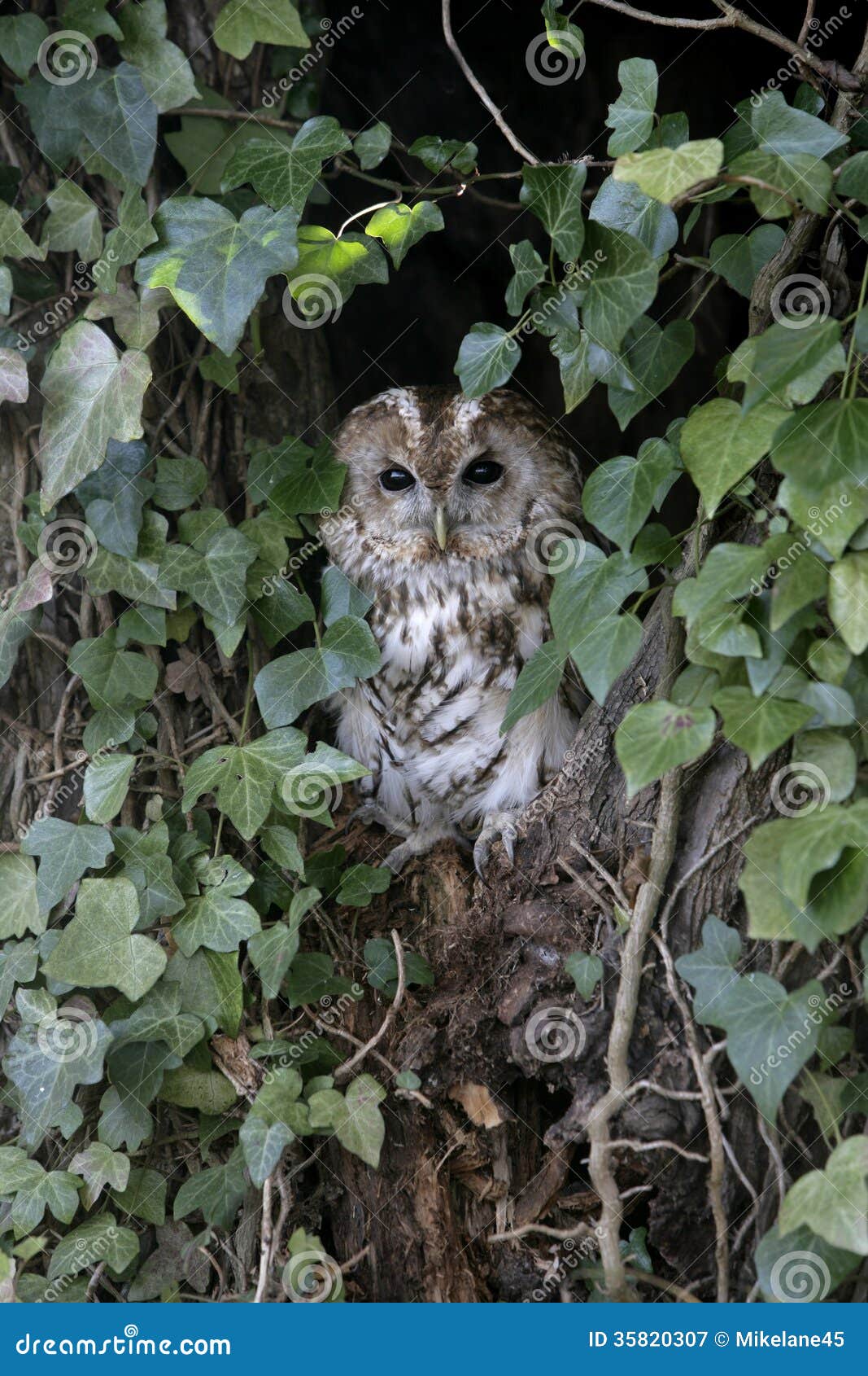 Allocco, Aluco Dello Strige, Immagine Stock - Immagine di uccello ...