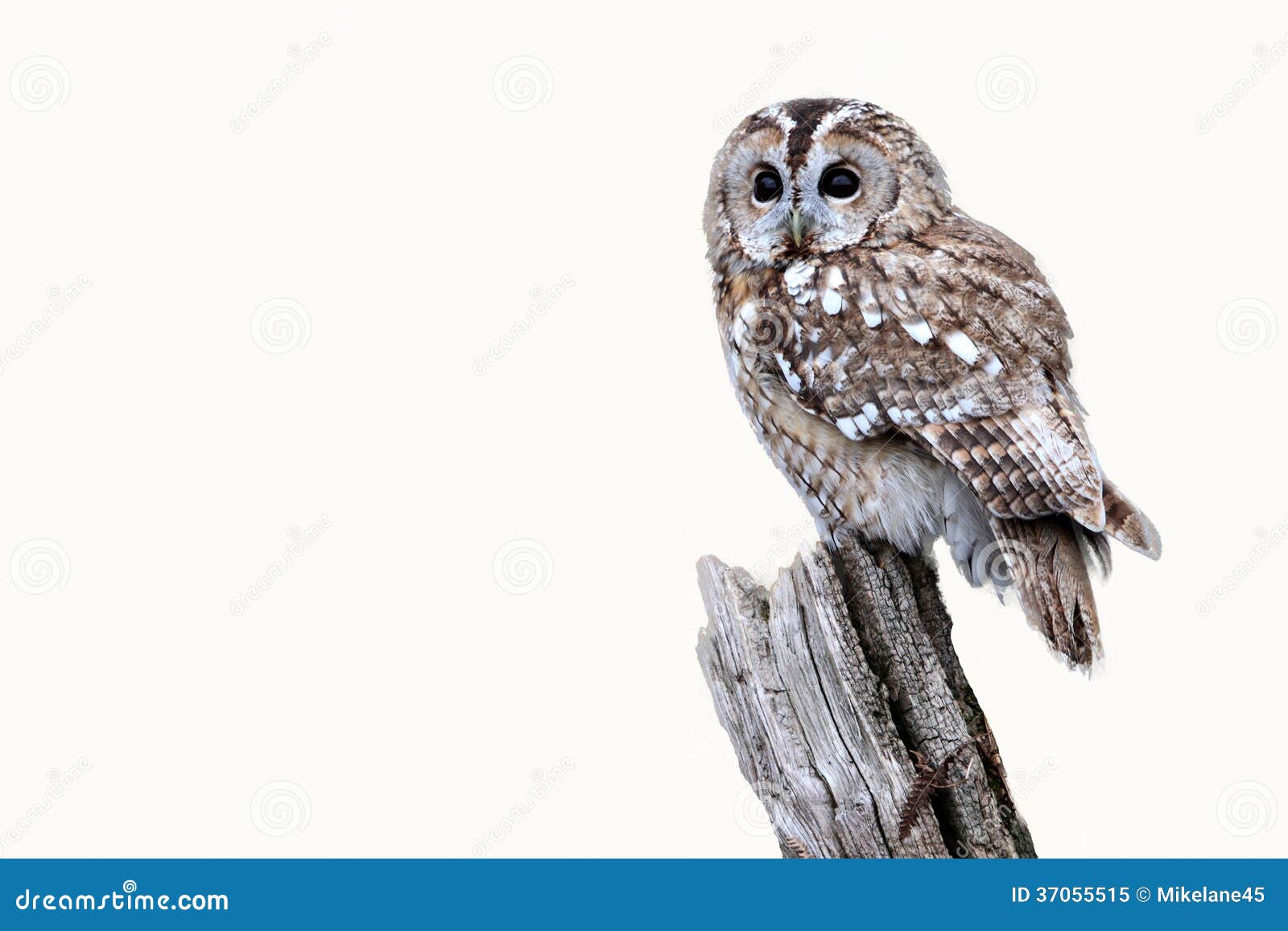 Allocco, Aluco Dello Strige Immagine Stock - Immagine di albero, natura ...