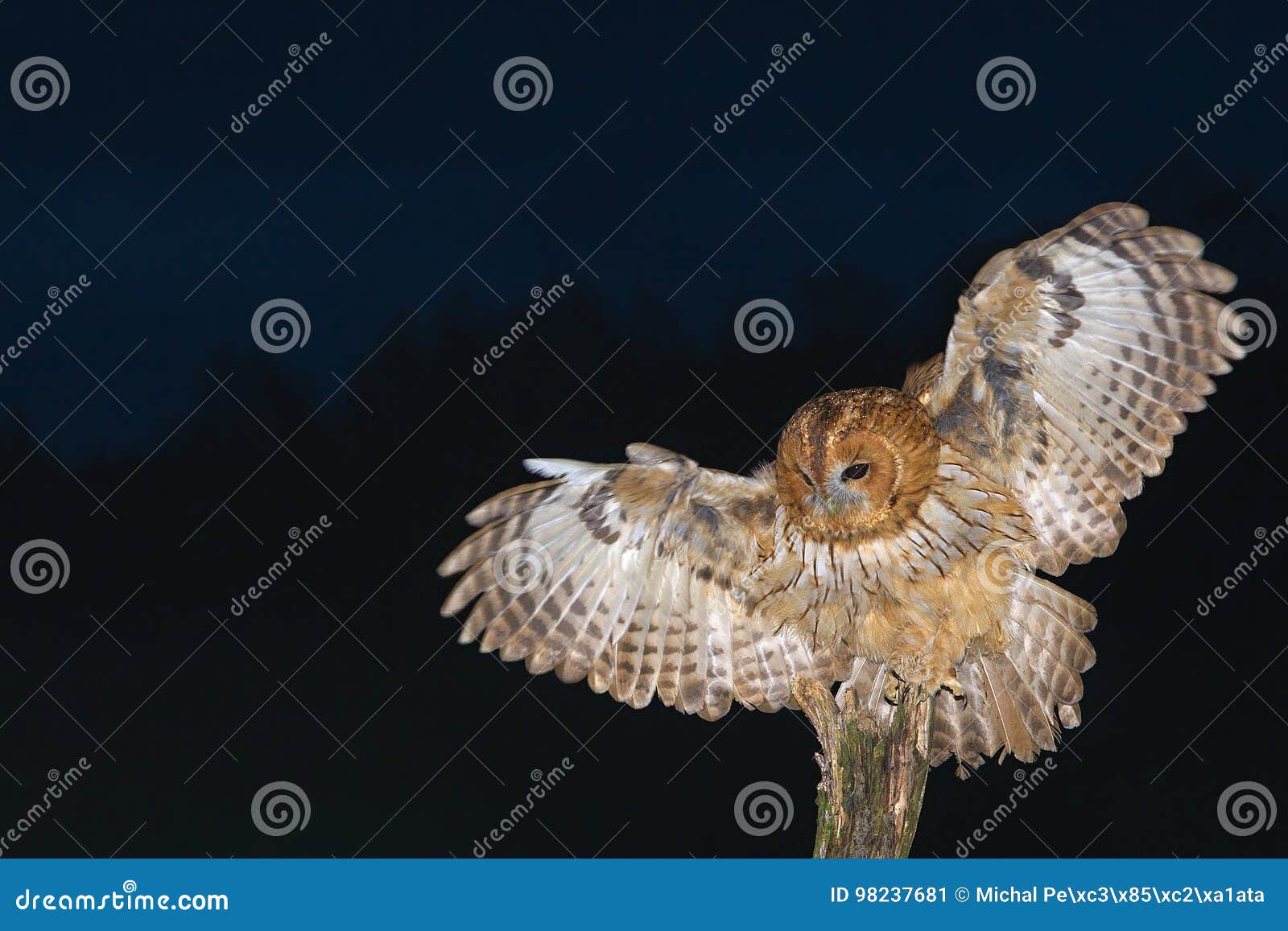 Allocco, Gufo Marrone, Aluco Dello Strige Immagine Stock - Immagine di ...