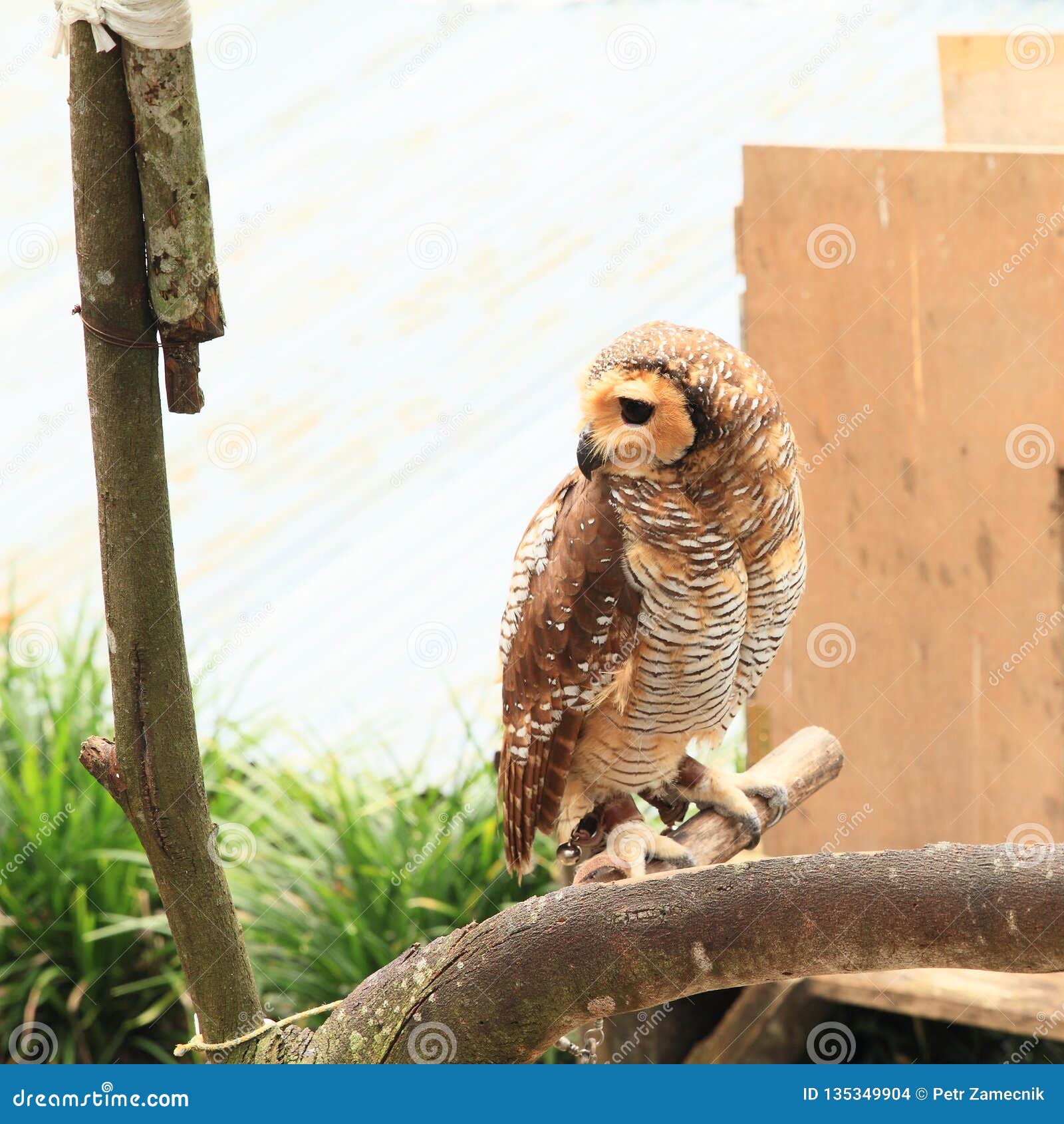 Allocco sul ramo fotografia stock. Immagine di piuma - 135349904