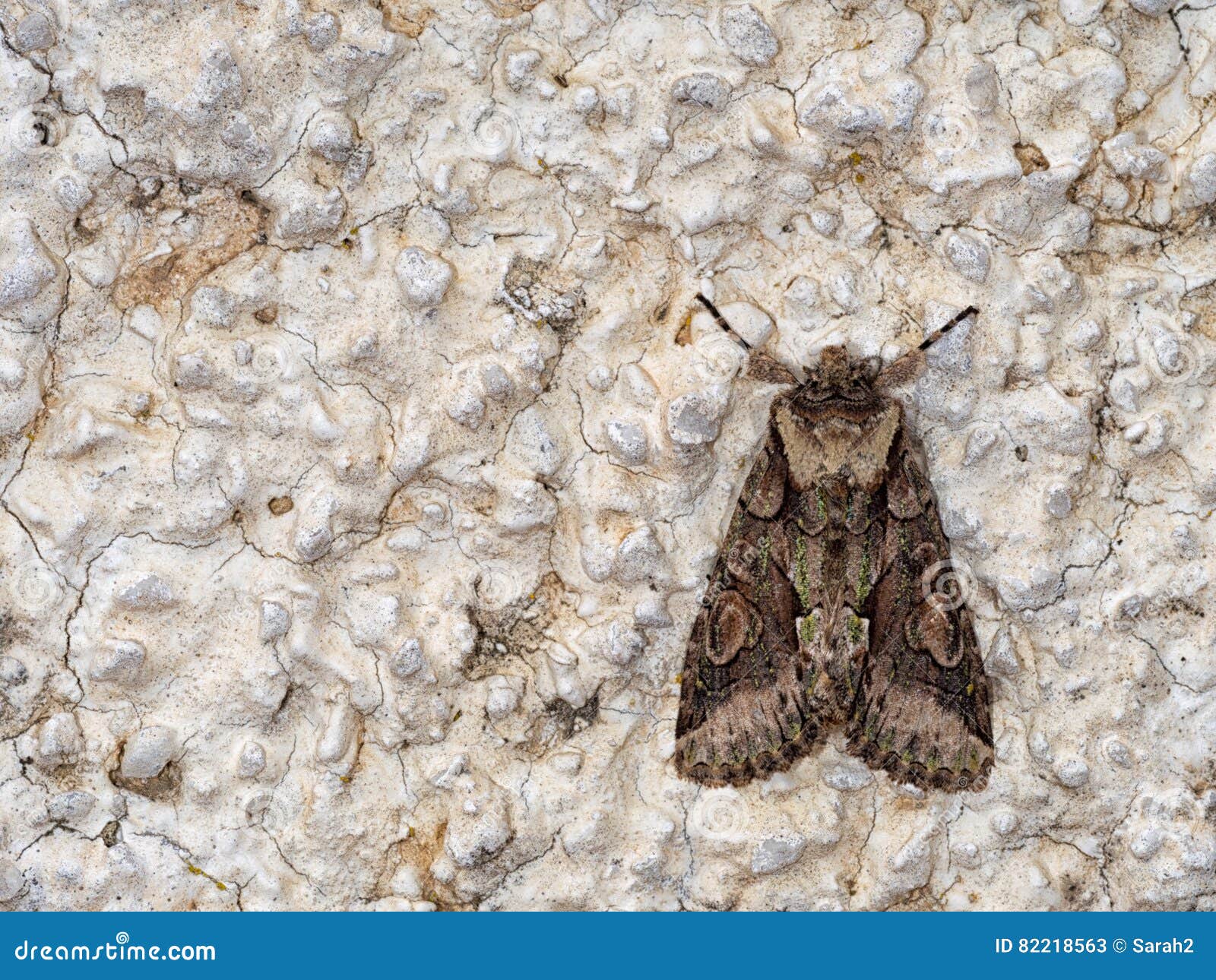 Allophyes Oxyacanthae, Green Brindled Crescent Moth. Stock Image ...
