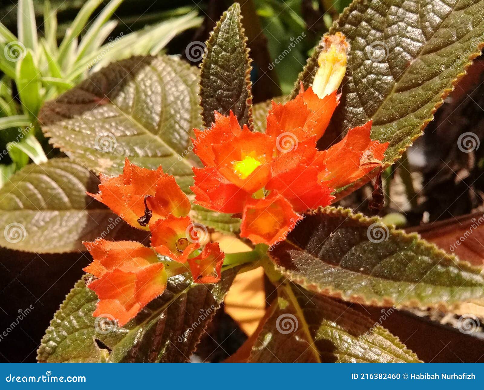 Beautiful Alloplectus Flowers Stock Photos - Free & Royalty-Free Stock ...