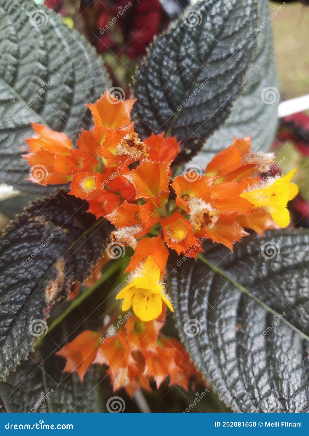 Alloplectus Flower Stock Photos - Free & Royalty-Free Stock Photos from ...