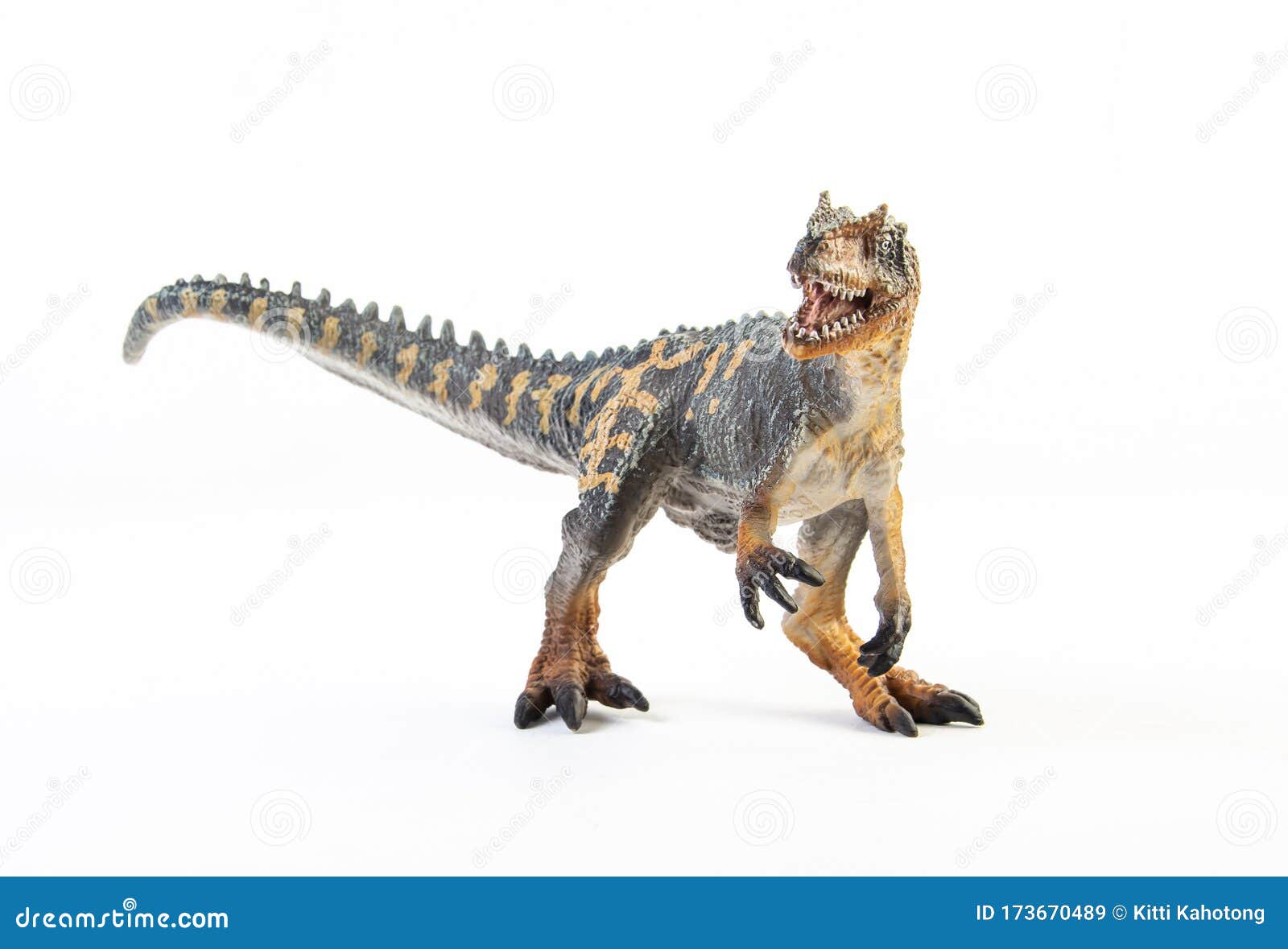 Allosaurus ,dinosaur on White Background Stock Image - Image of ...