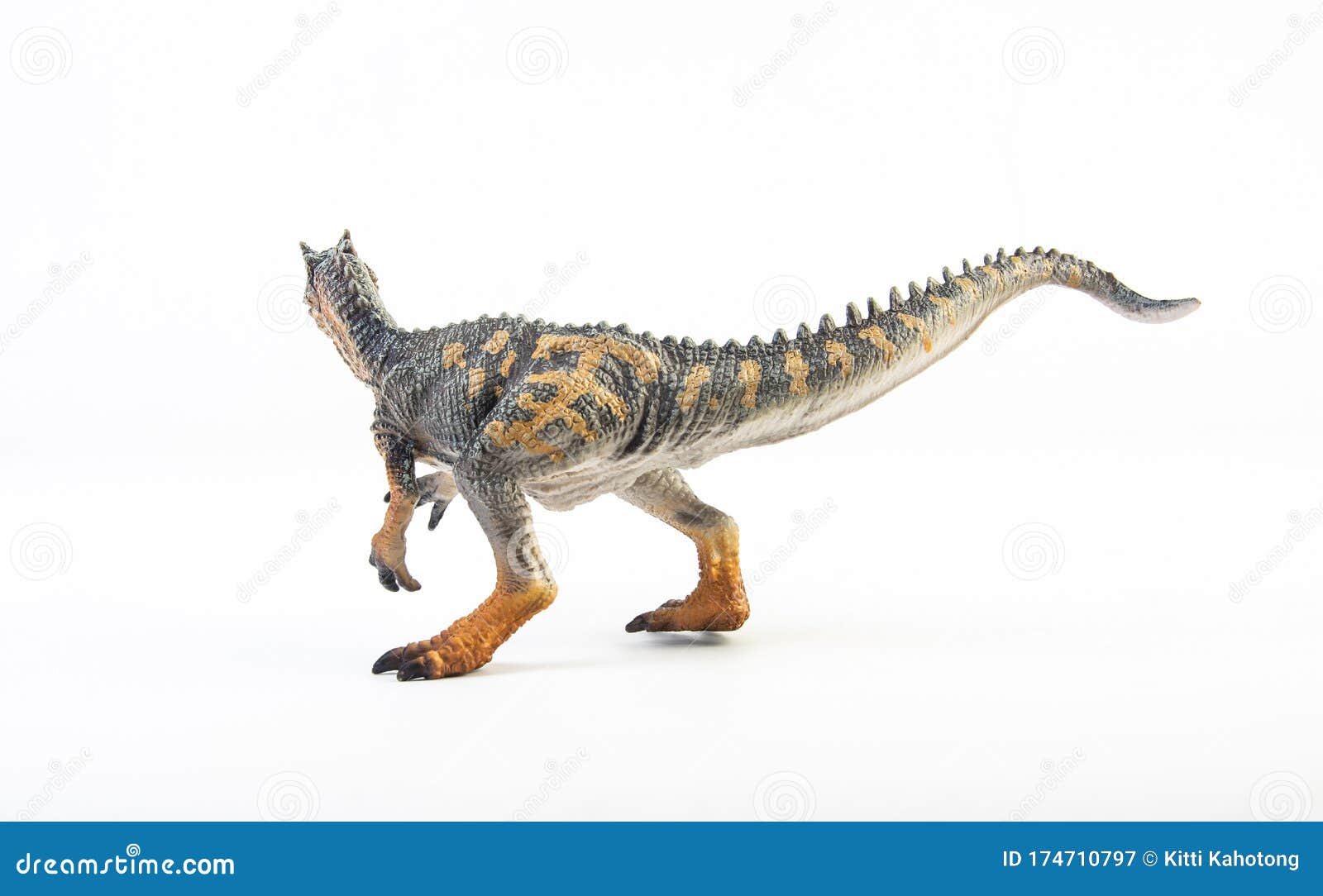 Allosaurus ,dinosaur on White Background Stock Image - Image of ...